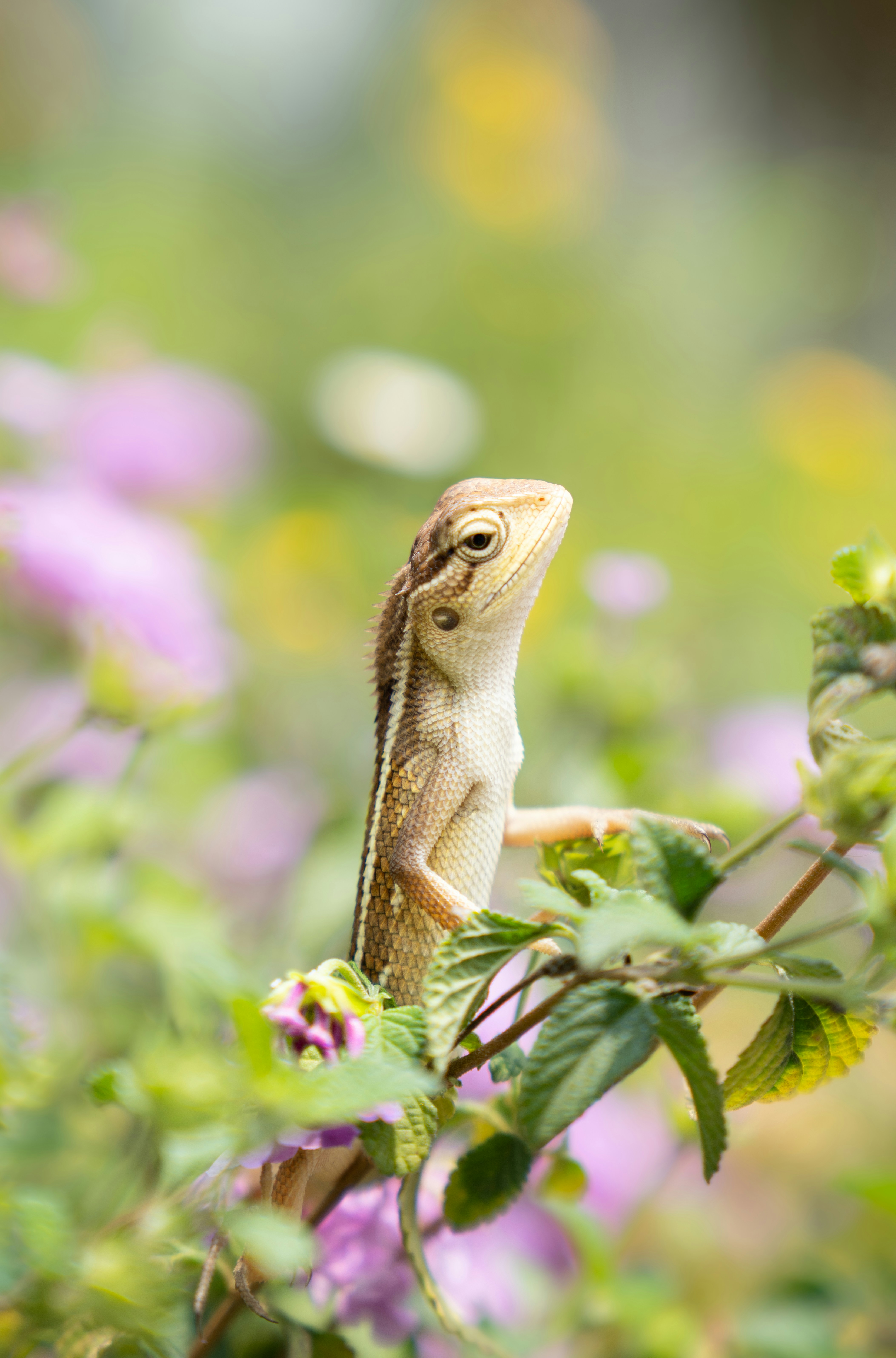Perched Lizard Among Whispering Wildflowers