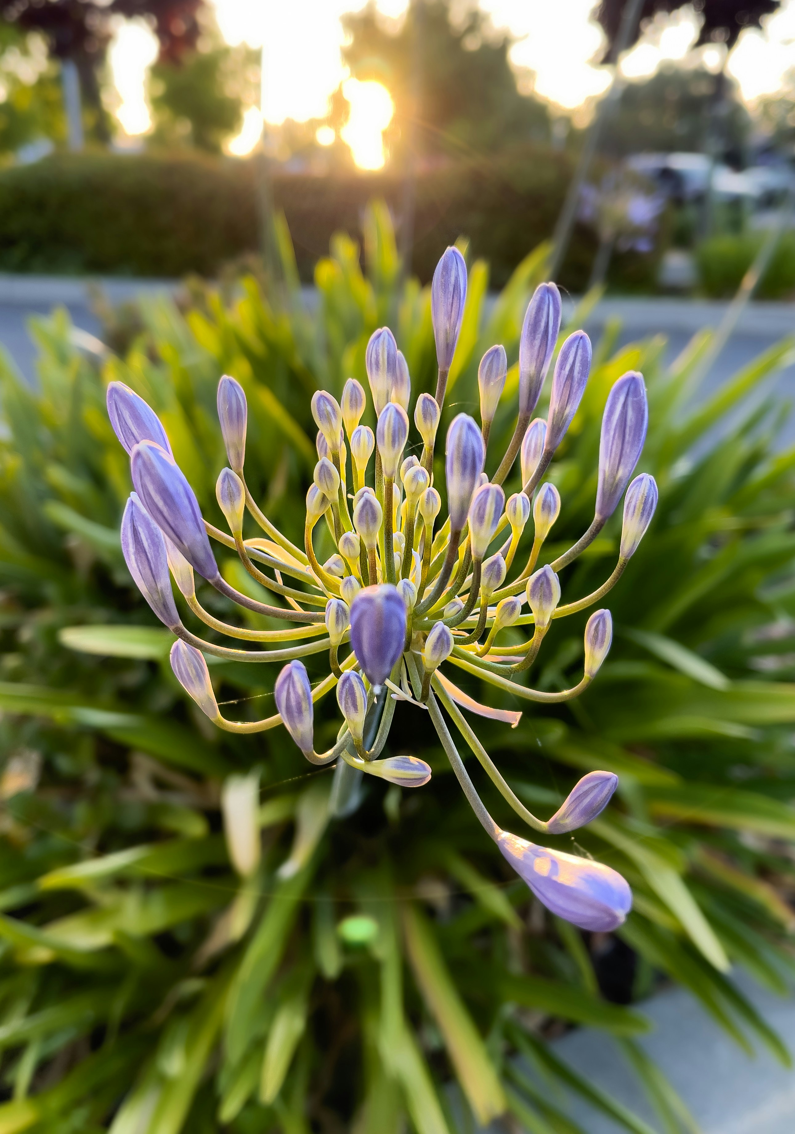 Sunlit Violet Buds: Macro Portrait of an Agapanthus