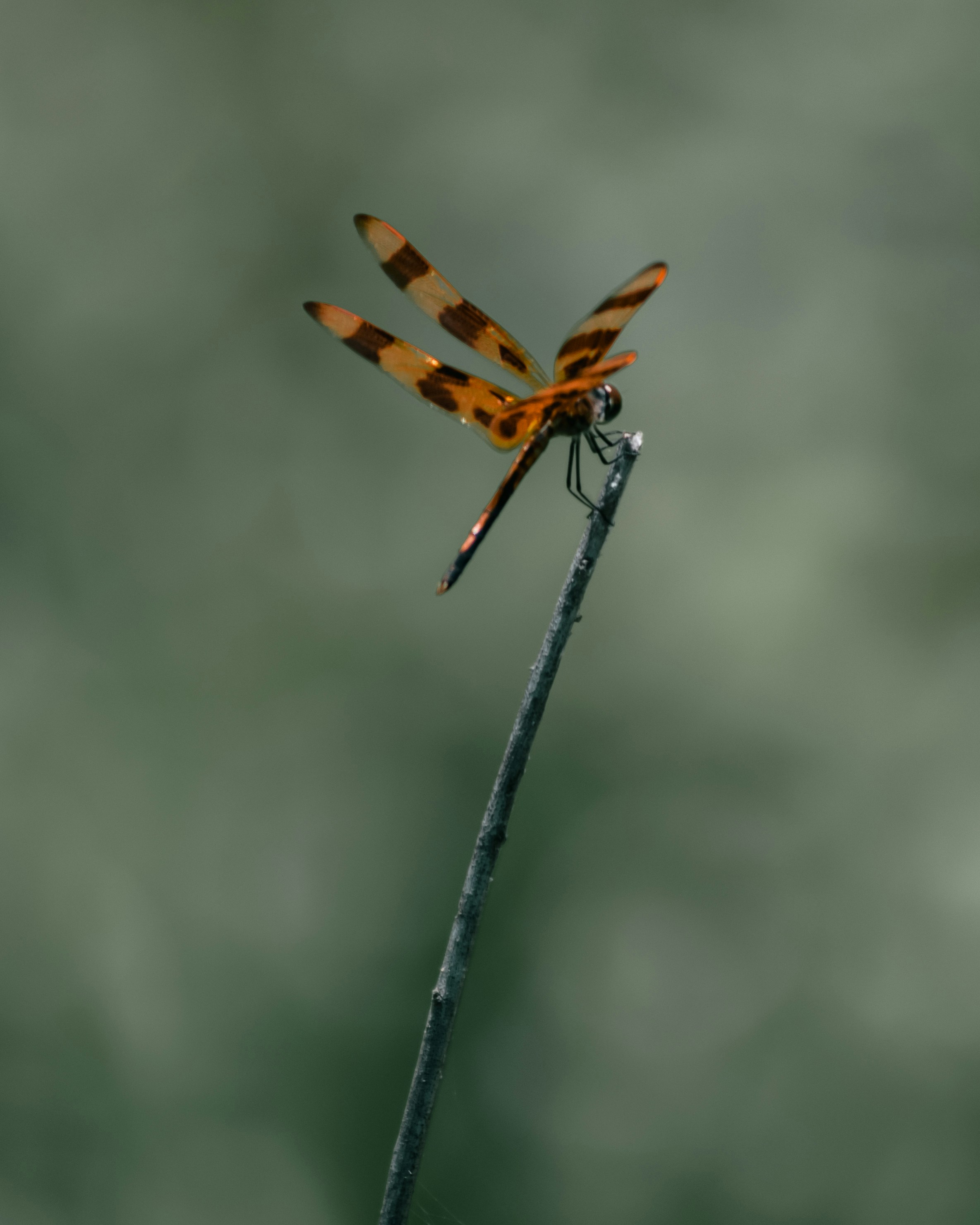 Amber-Striped Dragonfly on a Slender Twig in Velvet Green Bokeh