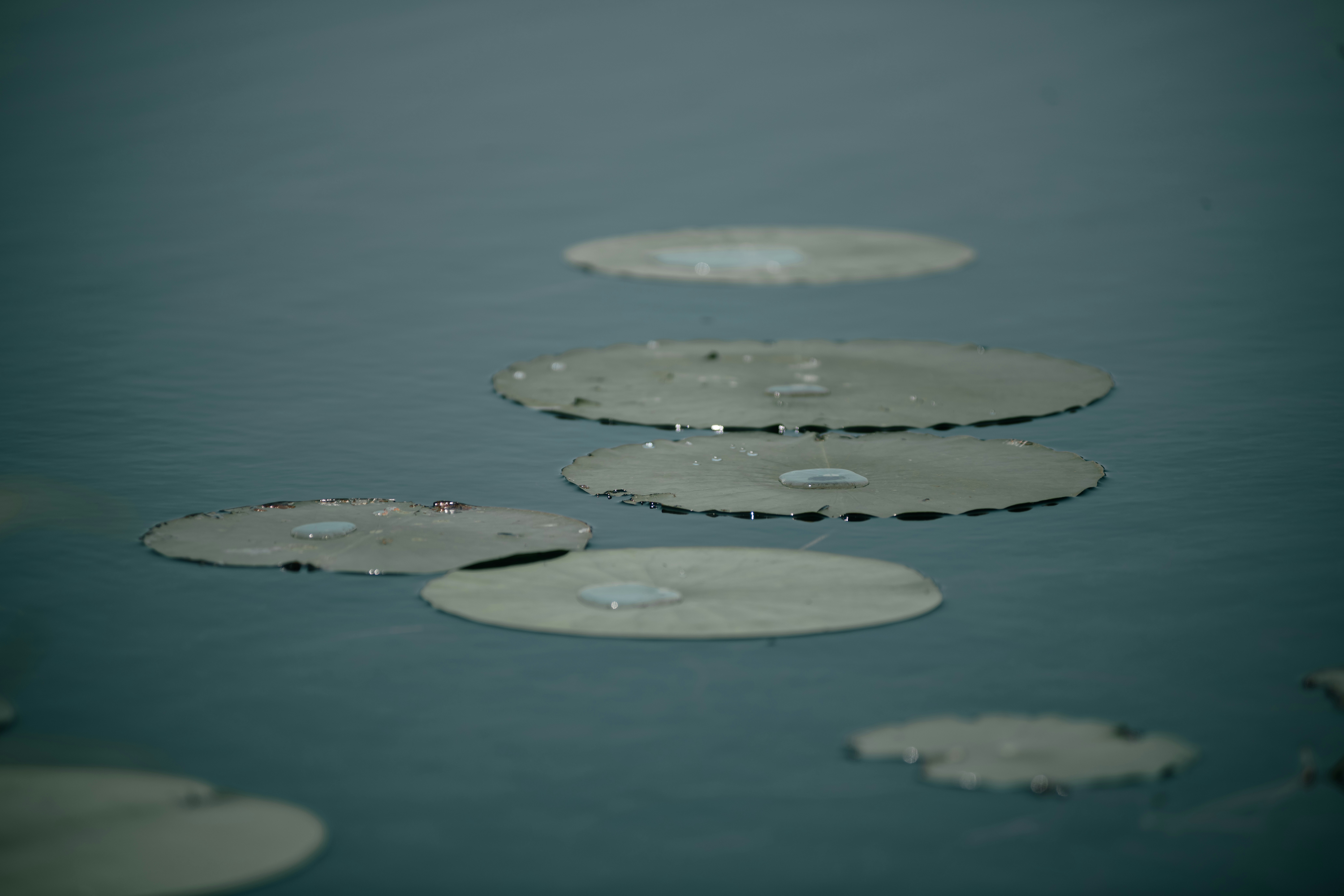 Lily-Pad Lineup on a Quiet Blue Pond