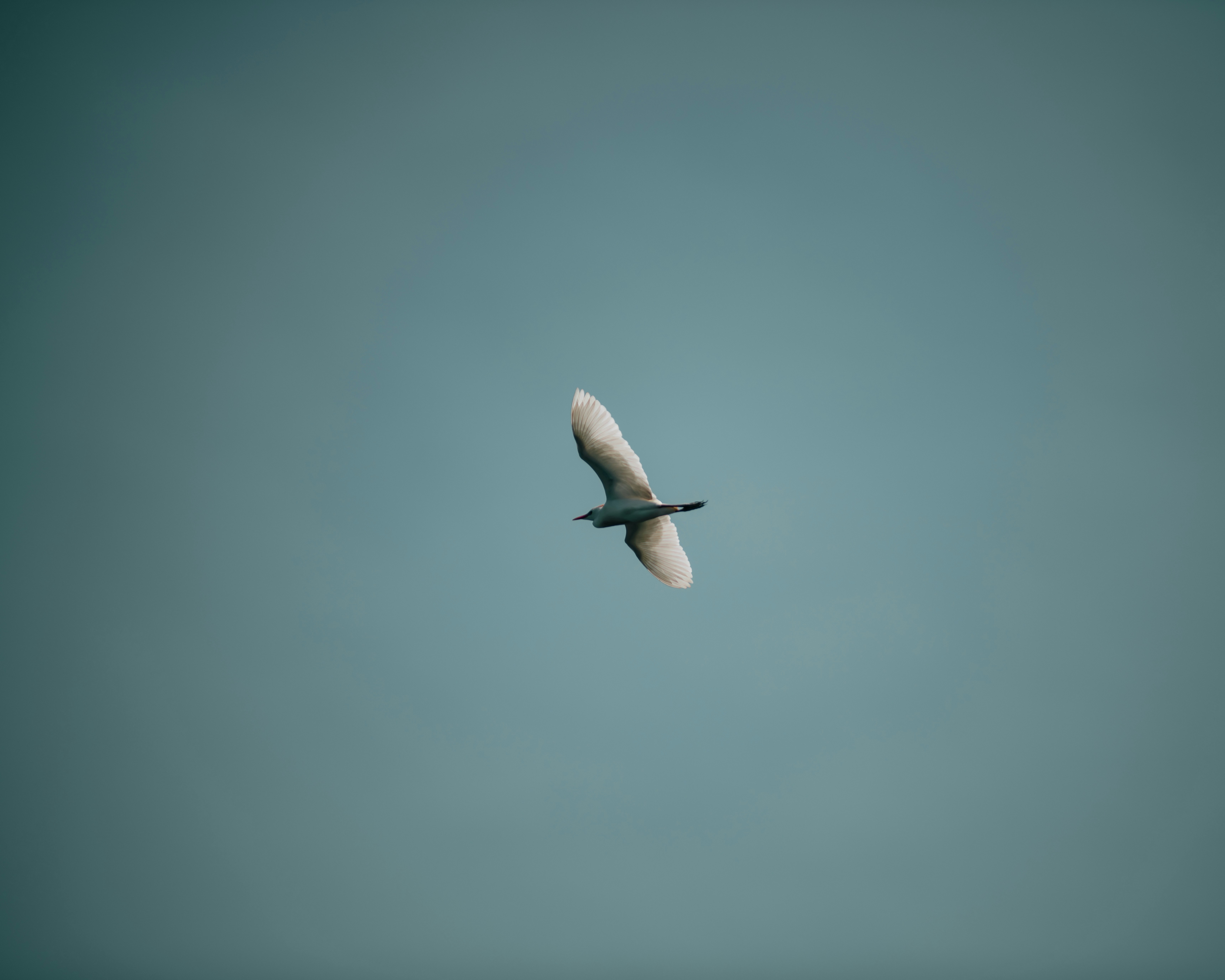 Photo by ricky vaughn with Nikon D850