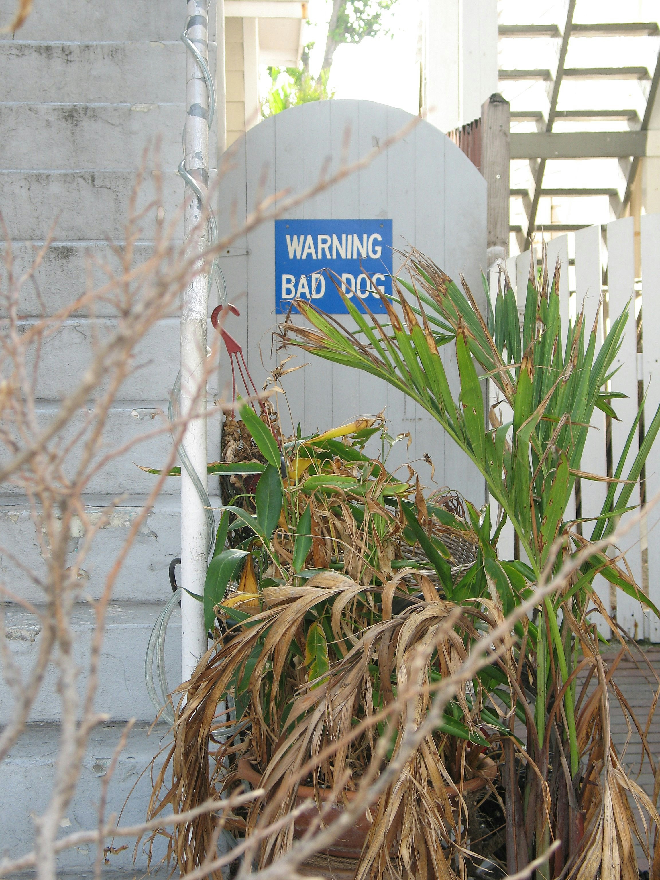 A weathered warning sign about a bad dog is partially obscured by overgrown plants and dry foliage, creating a juxtaposition of caution and nature's resilience.