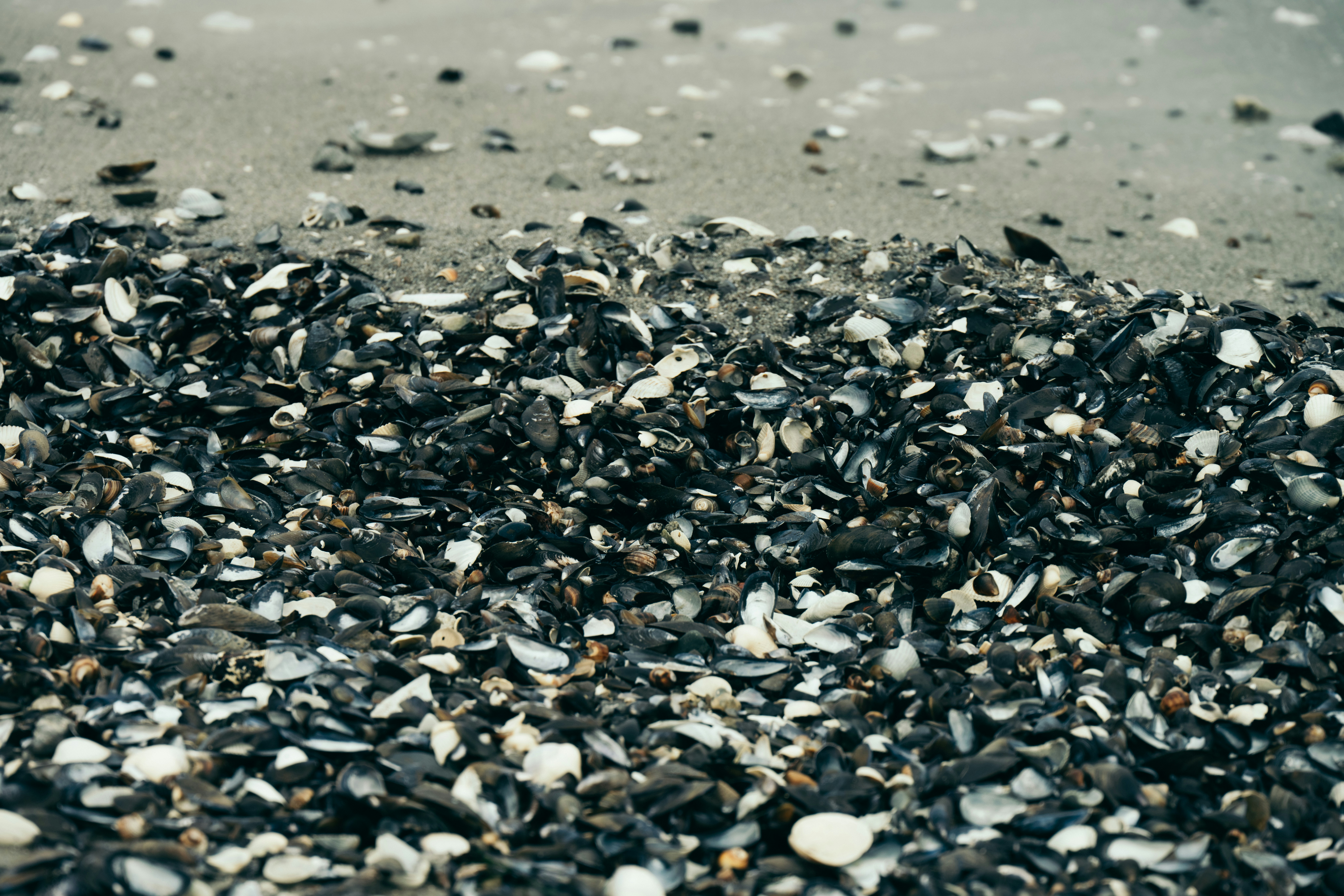 Dark Shells at the Quiet Edge: A Dense Beach Mosaic