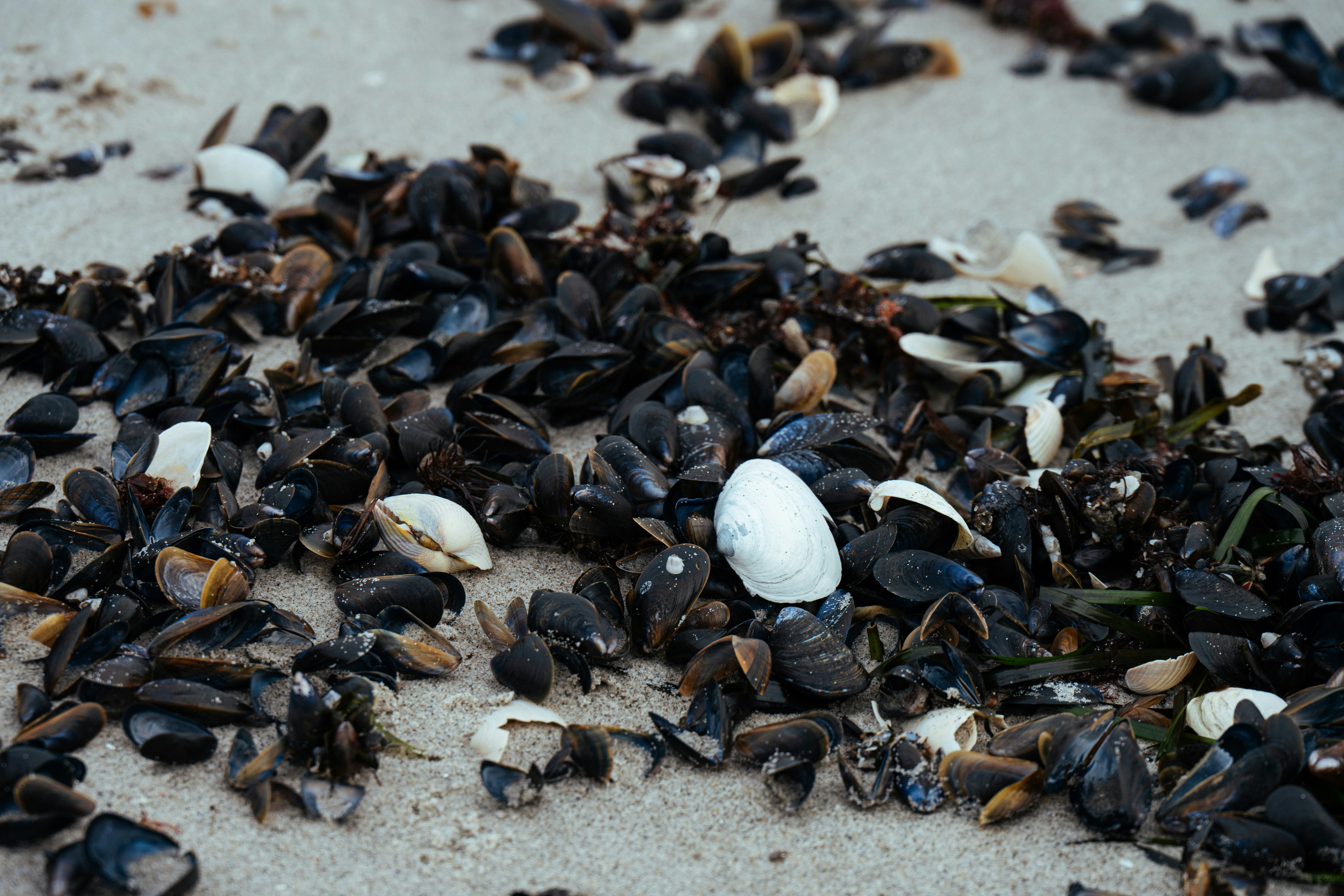 A large group of black and white sea shells on a beach photo – Free ...