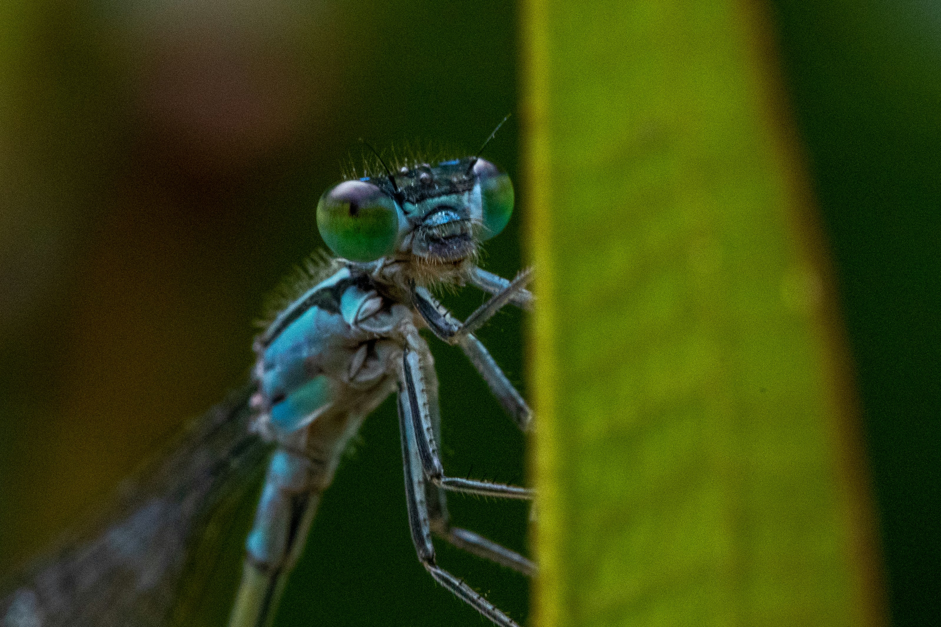 A close up of a fly photo – Free Green Image on Unsplash