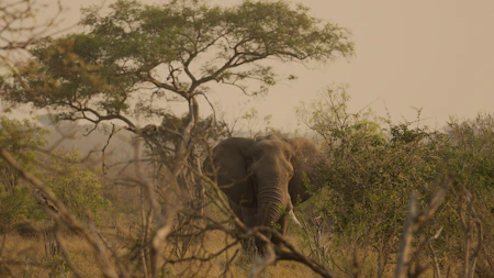 Majestic Giant Amidst Whispering Greens