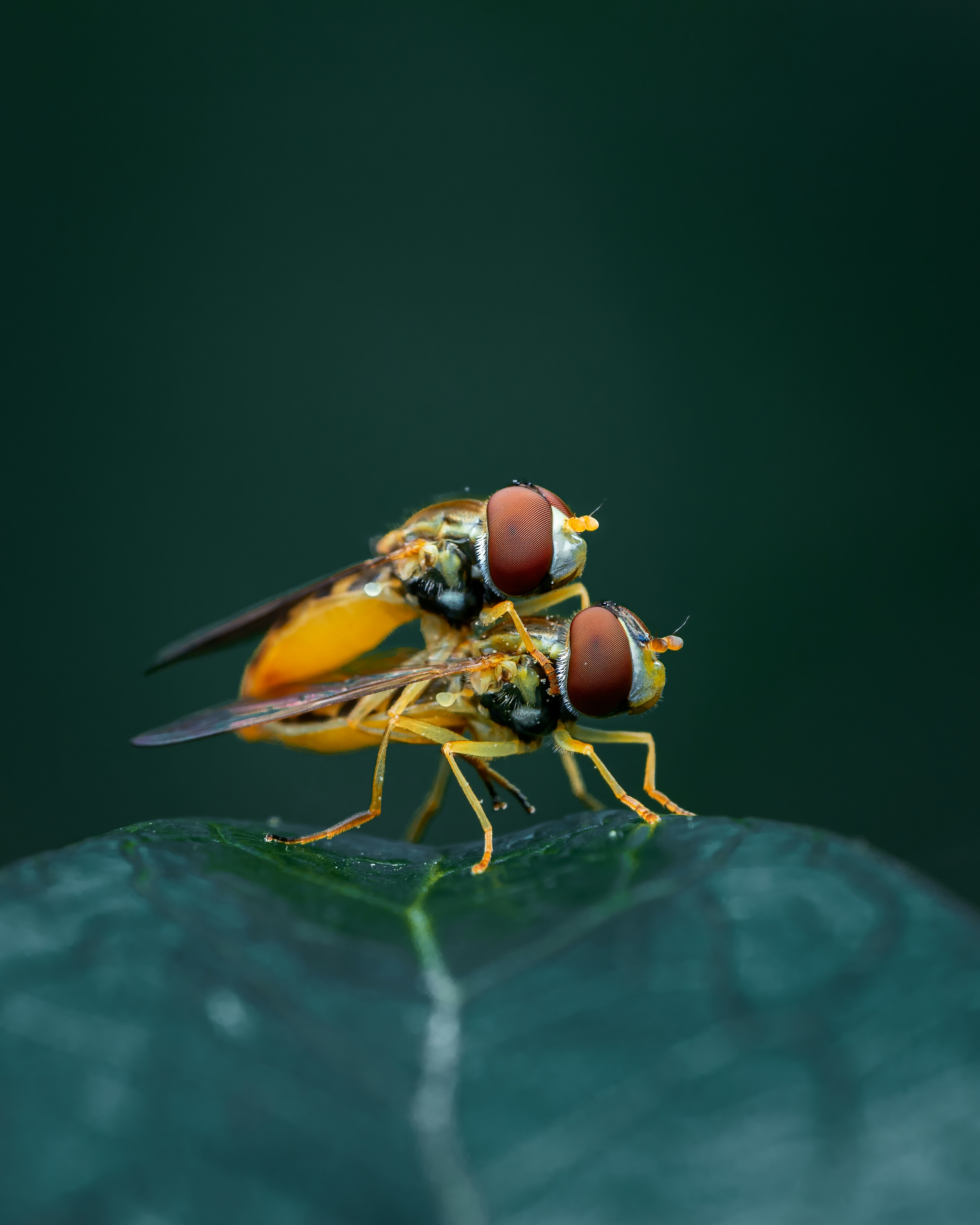 Leaf-Edge Duet: Close-Up Hoverflies in Mating