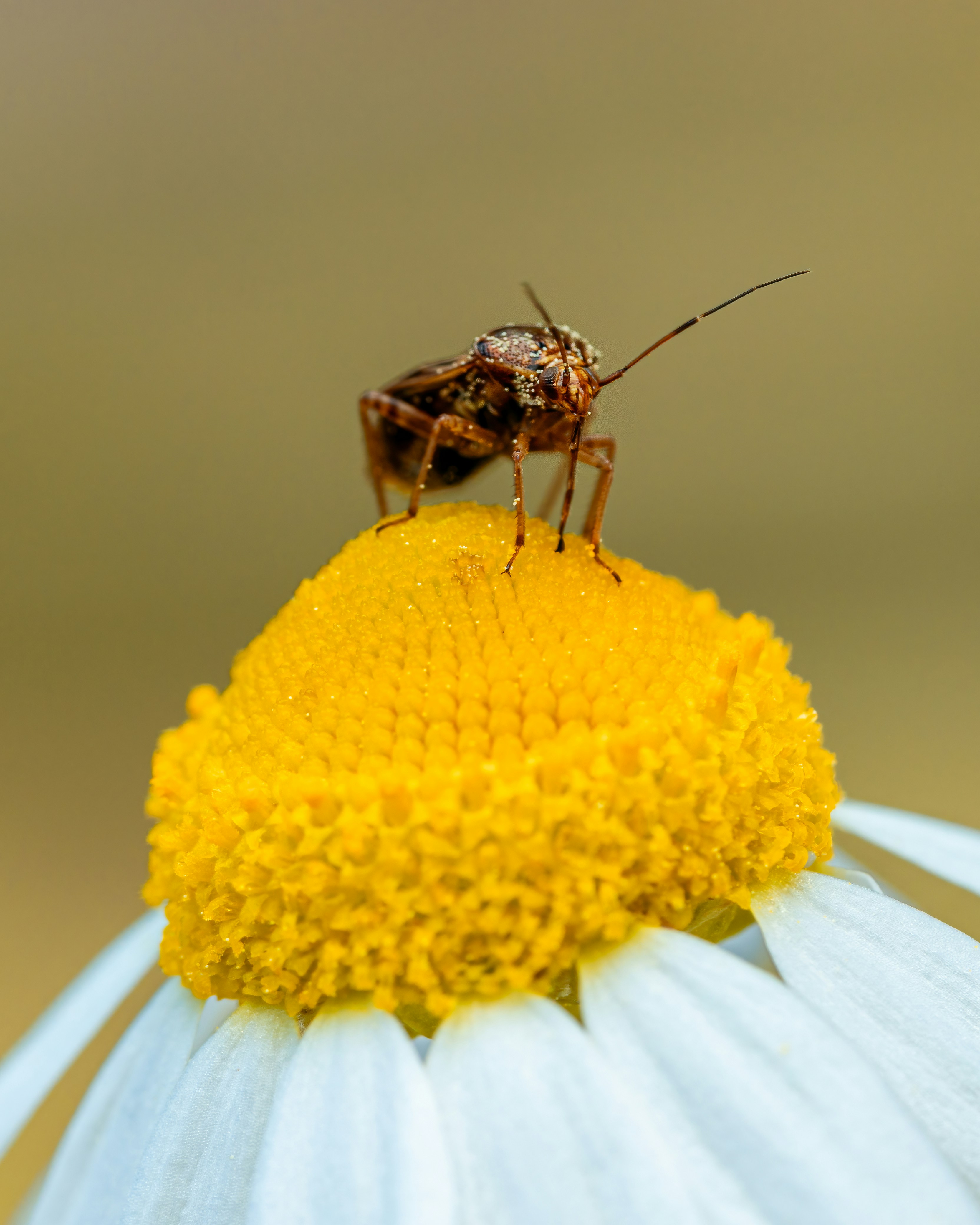 Beetle at the Daisy's Dawn: a Macro Portrait of a Tiny Explorer