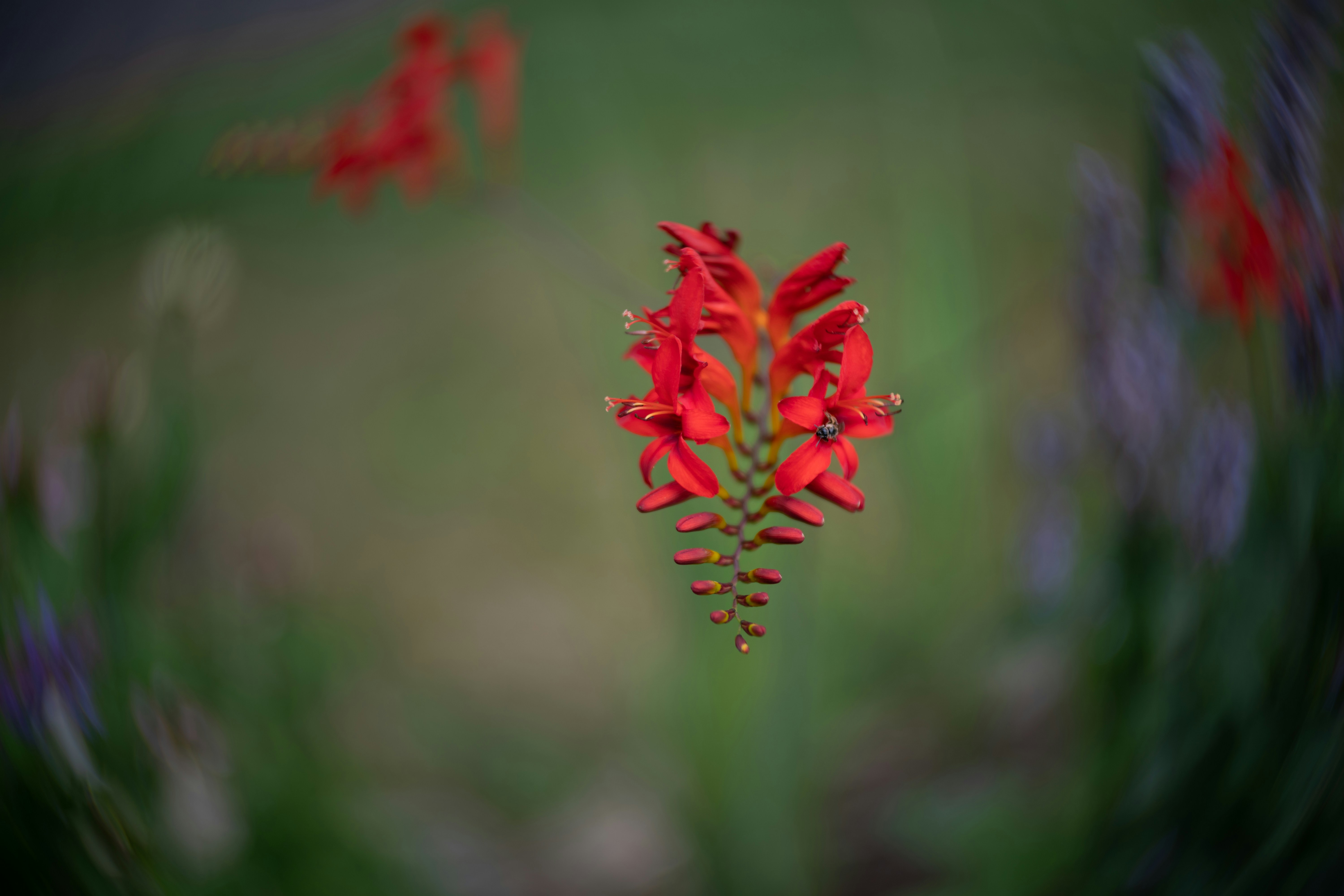 Crimson Spike in Velvet Bokeh: A Quiet Macro Portrait