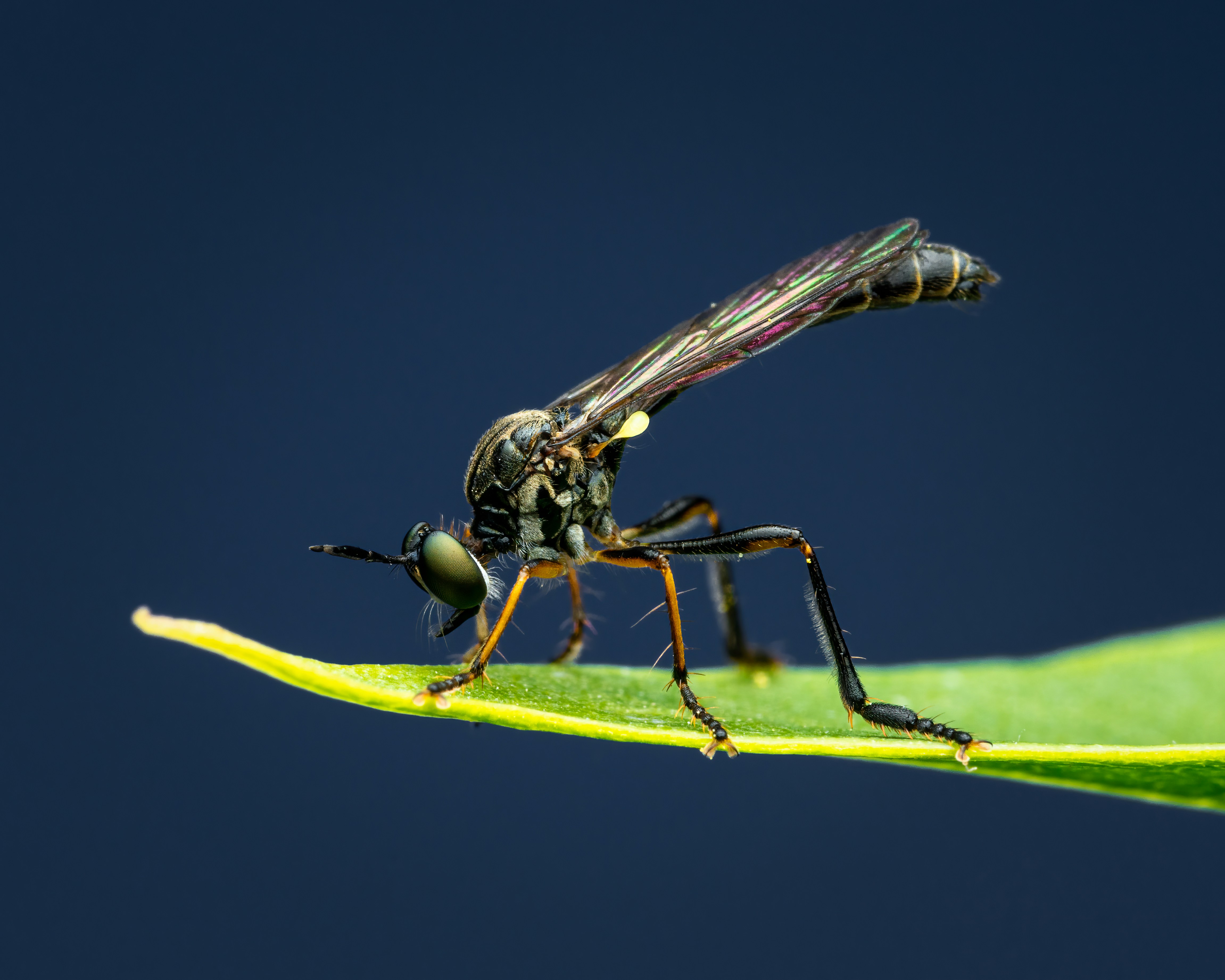 Iridescent Dragonfly Perched on a Leaf Against Indigo Velvet