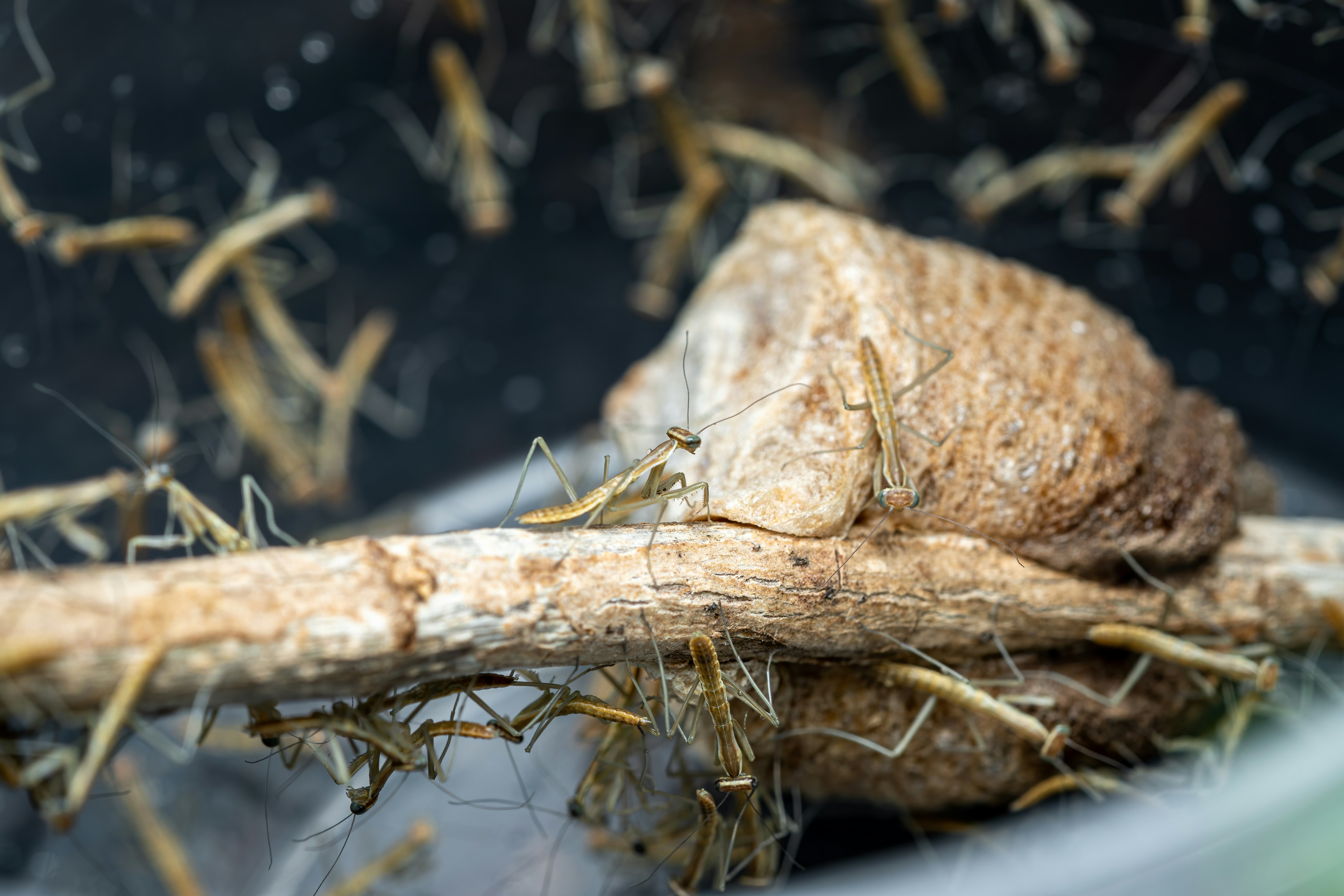 A bug on a log photo – Free Animal Image on Unsplash