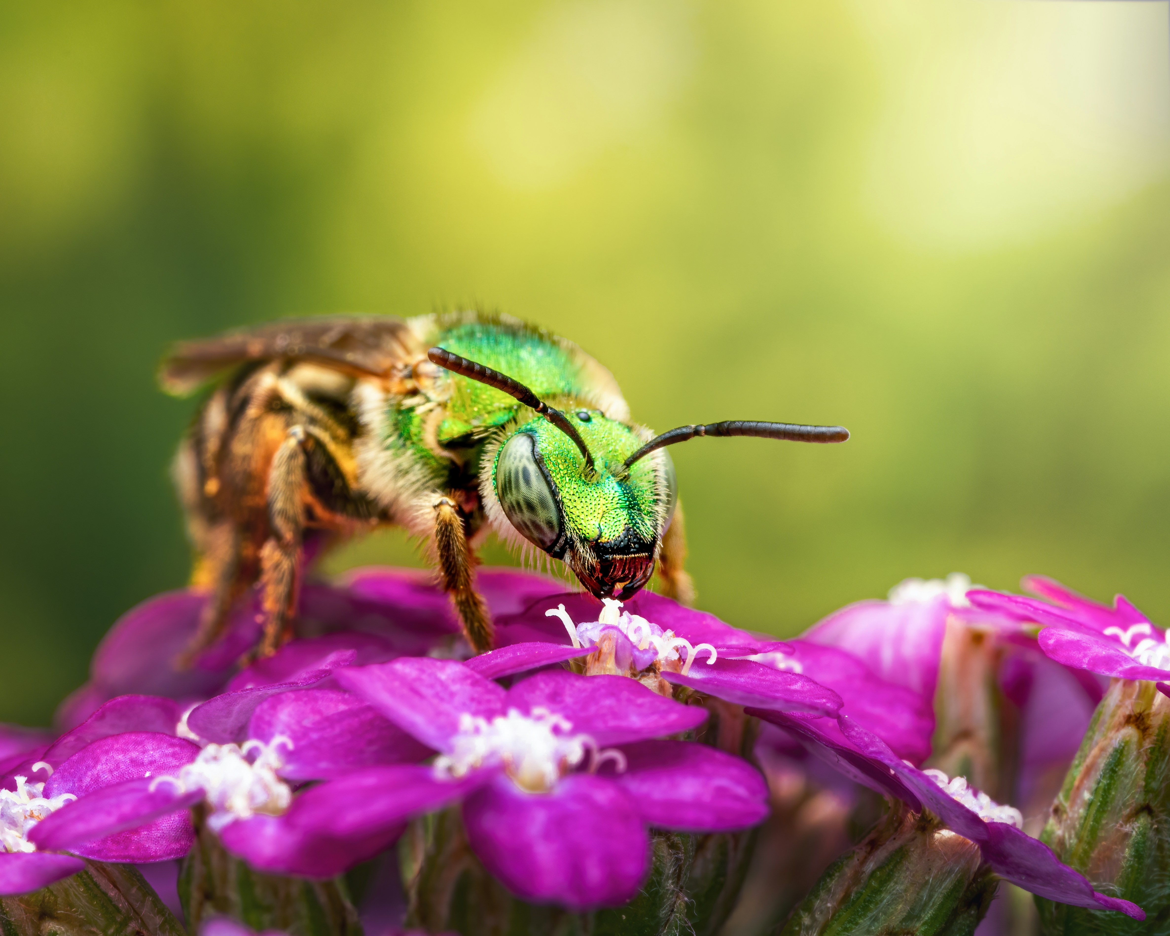 Foto Una abeja en una flor – Imagen Animal gratis en Unsplash