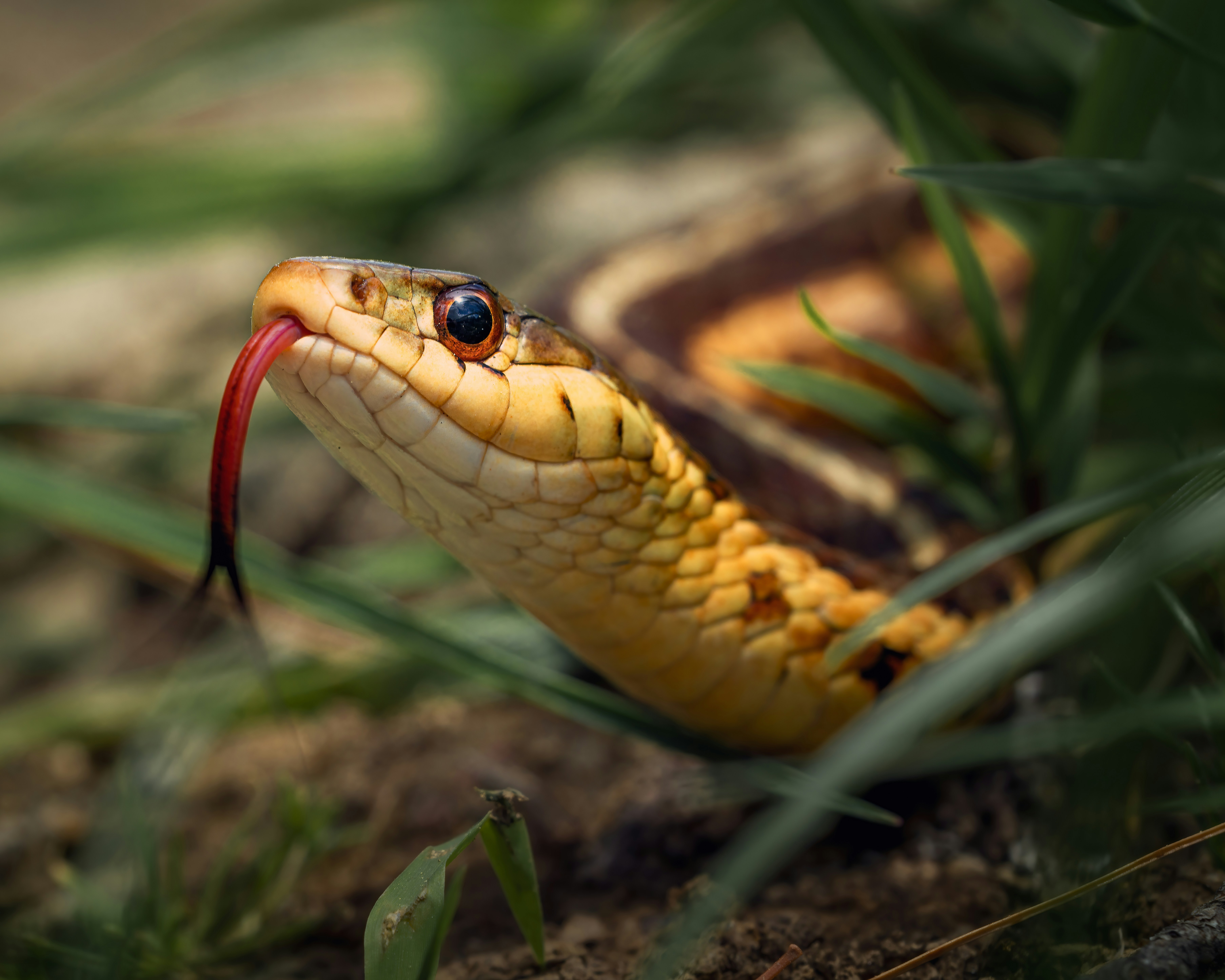 A close-up view of a snake poised among lush greenery, showcasing its vibrant scales and flicking tongue.