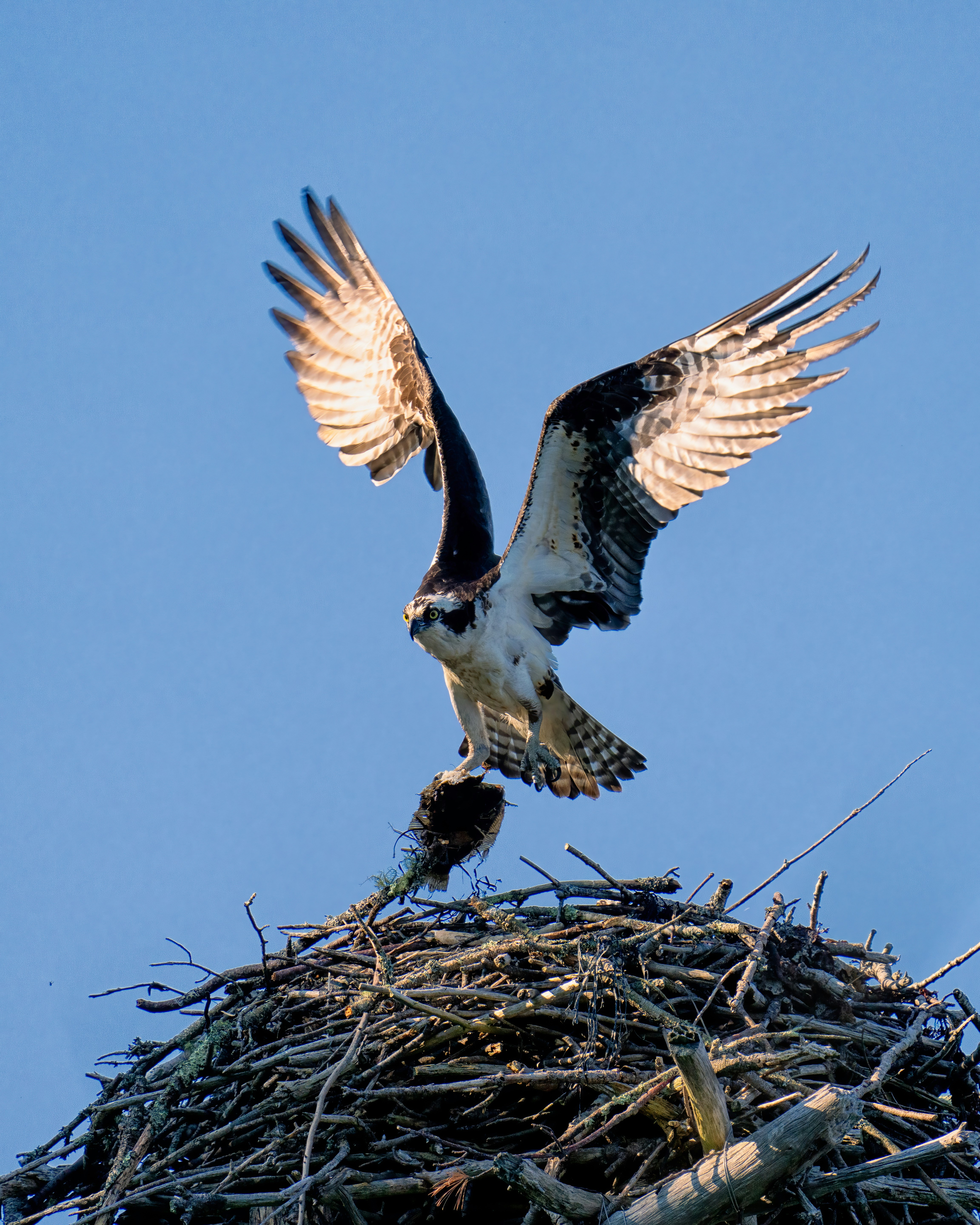 Un pájaro volando sobre un nido foto – Imagen de Animal gratuita en ...