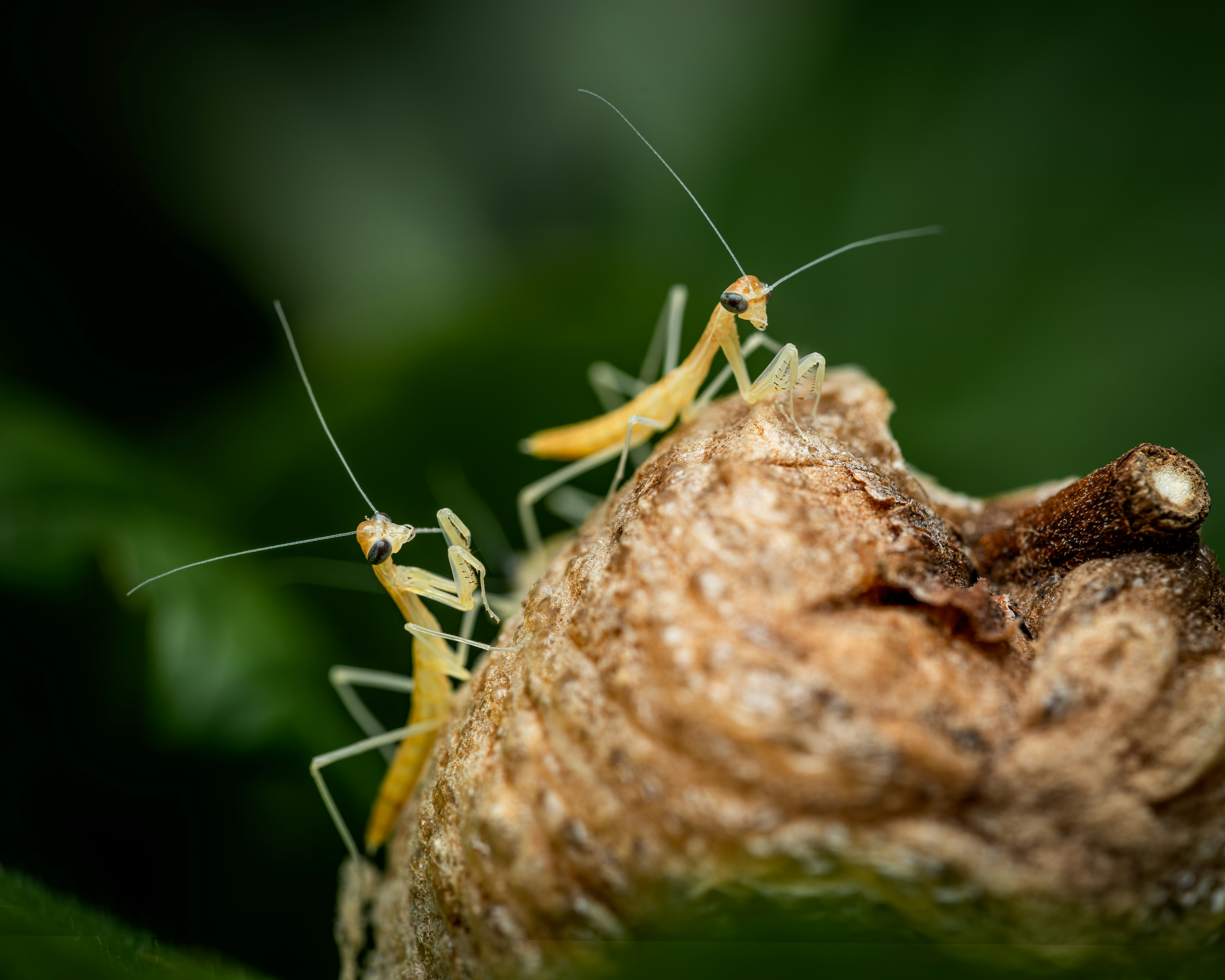 Amber-legged Mantis Duo on a Weathered Twig in Soft Forest Light