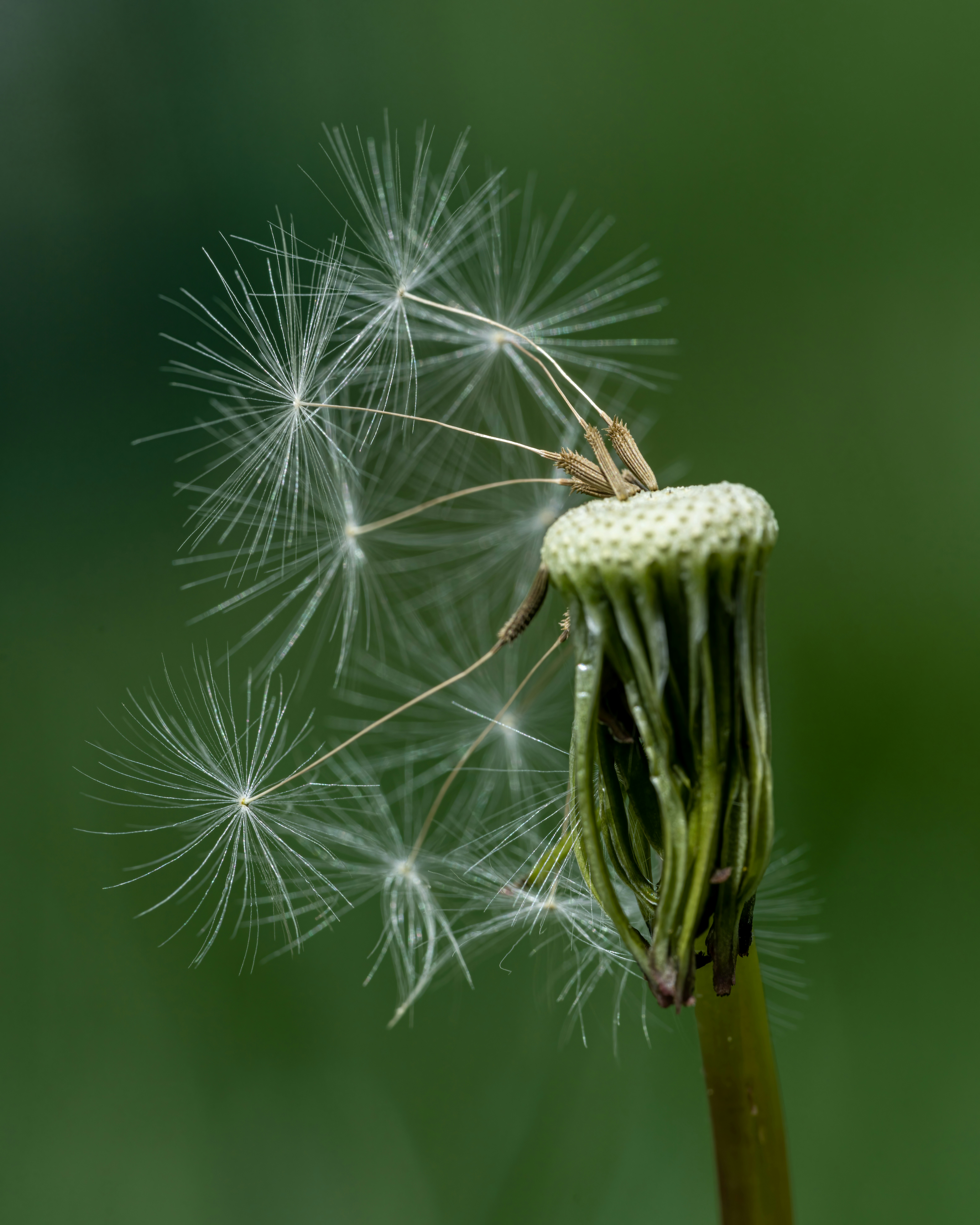 Photo by Skyler Ewing with Sony Alpha 7R IV