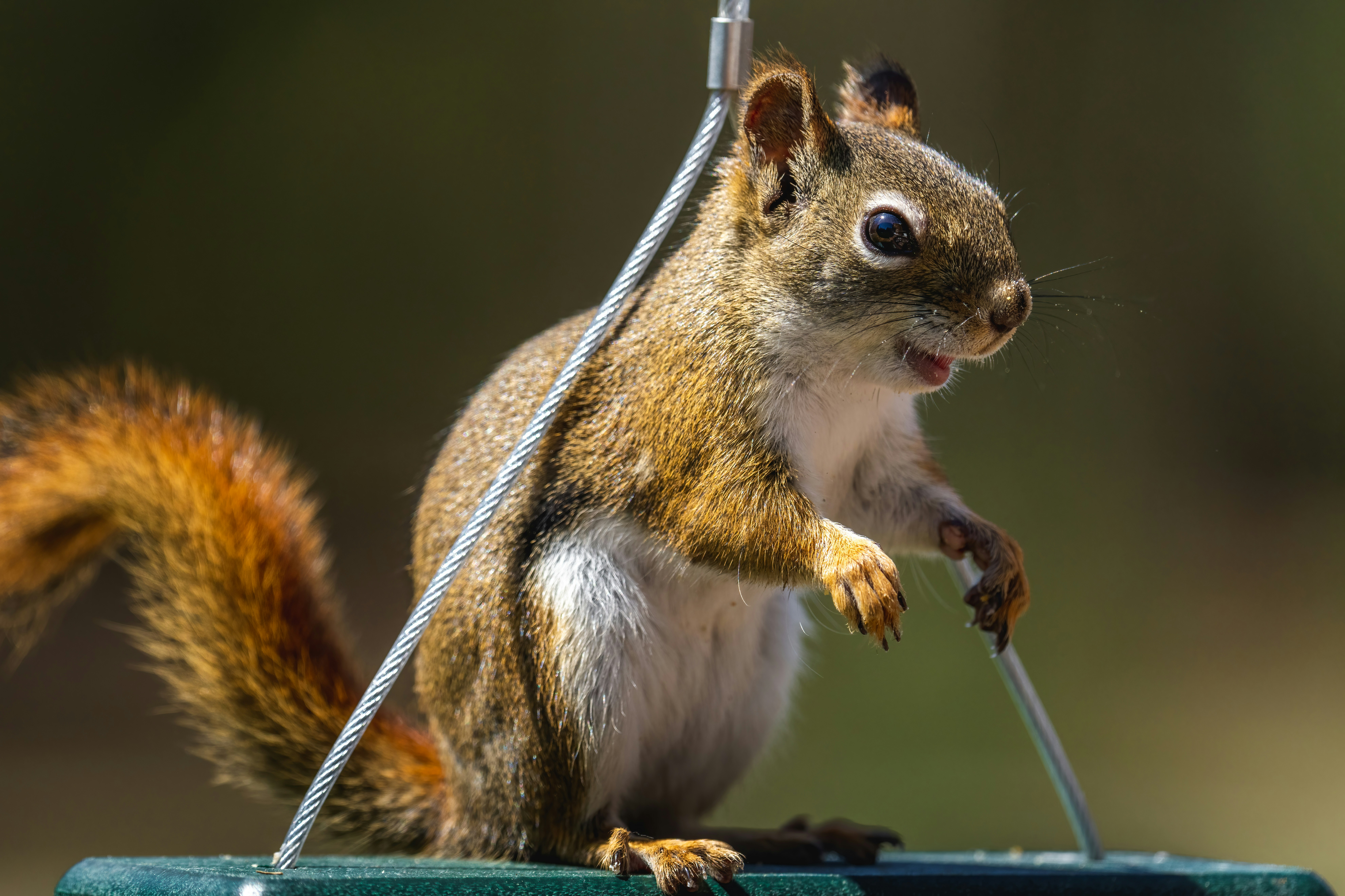 Wirebound Acrobat: Nut-Bearing Squirrel on a Tensioned Cable