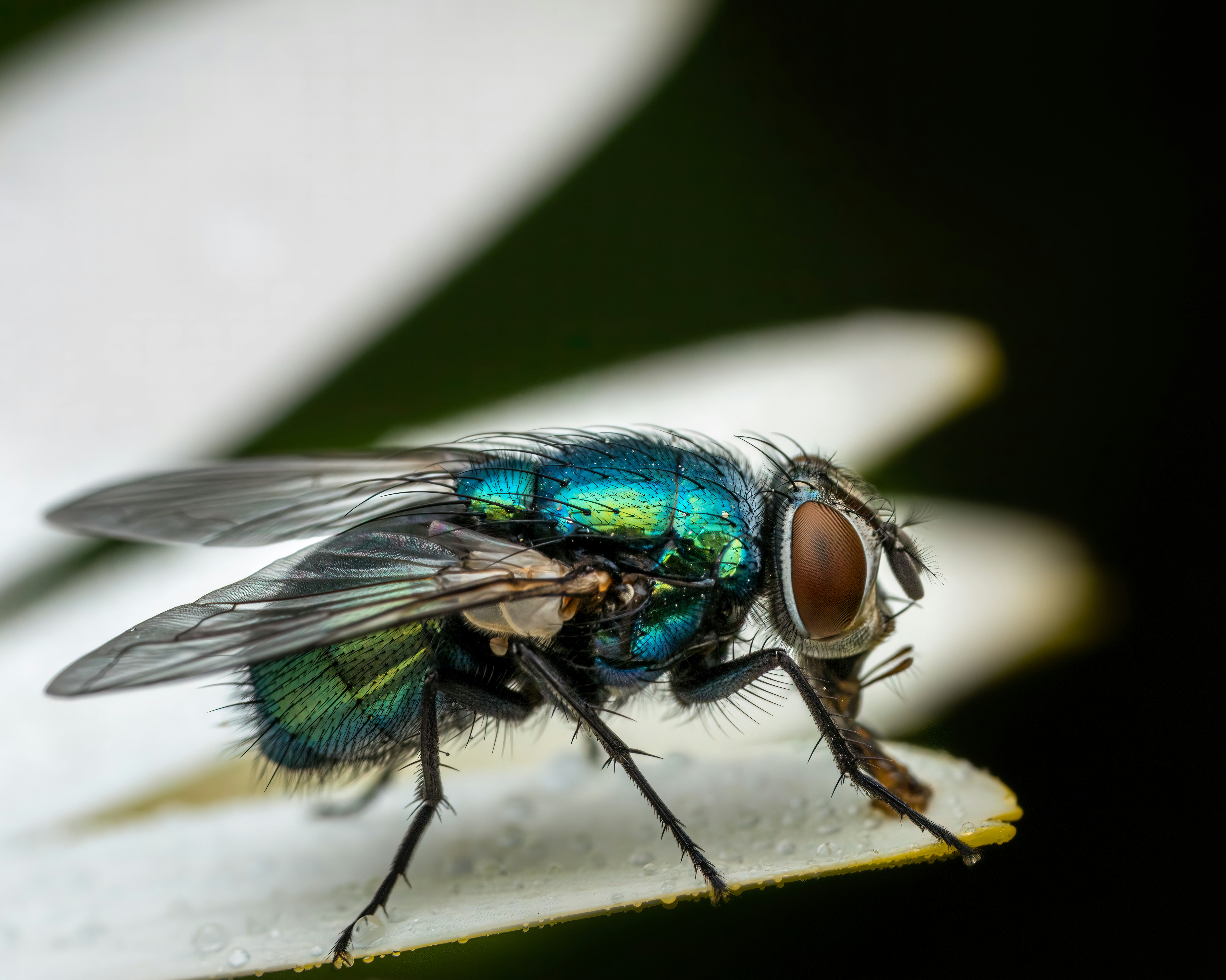 Close-up of a vibrant fly perched on a leaf, showcasing its iridescent body and detailed features.