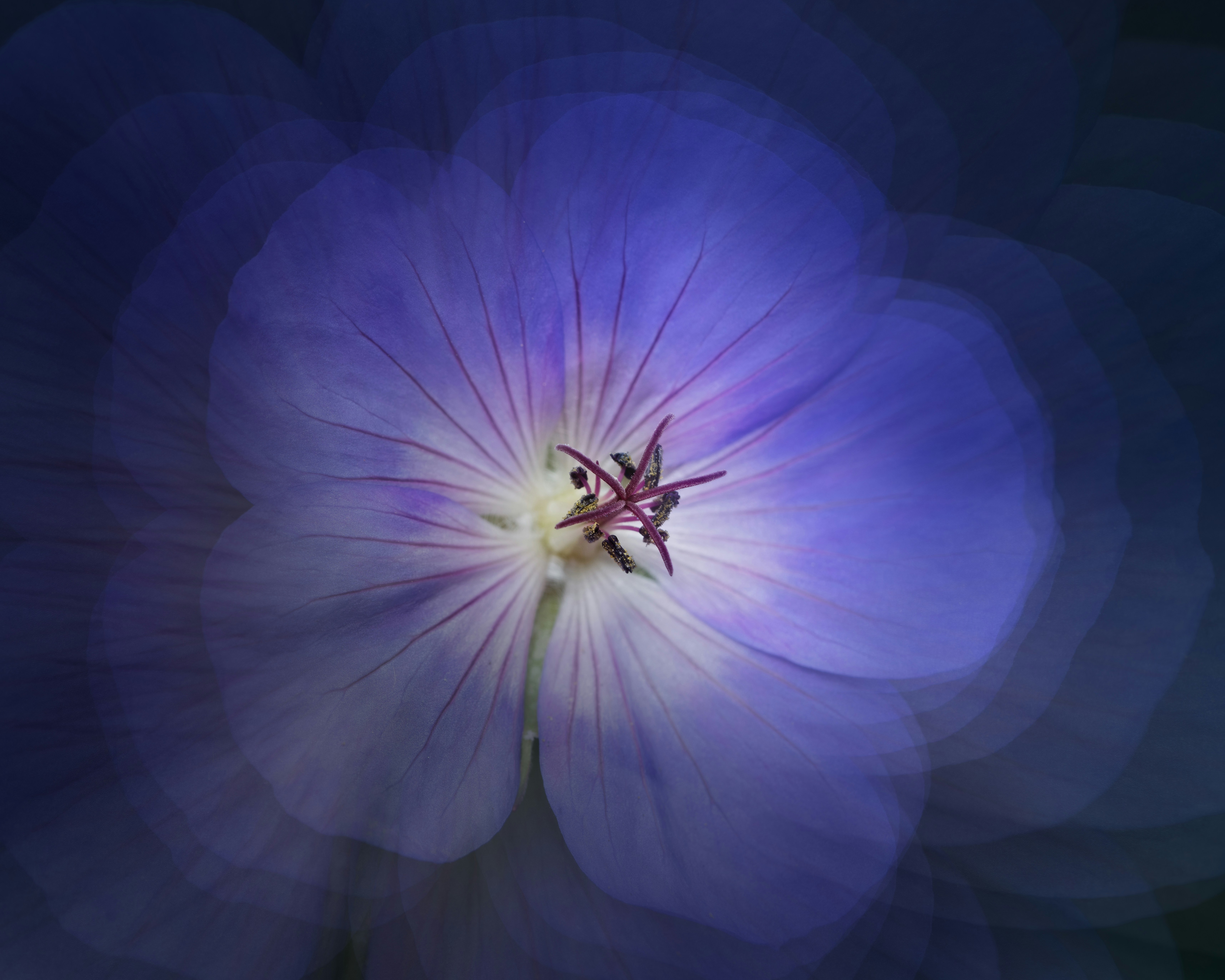a close-up of a flower