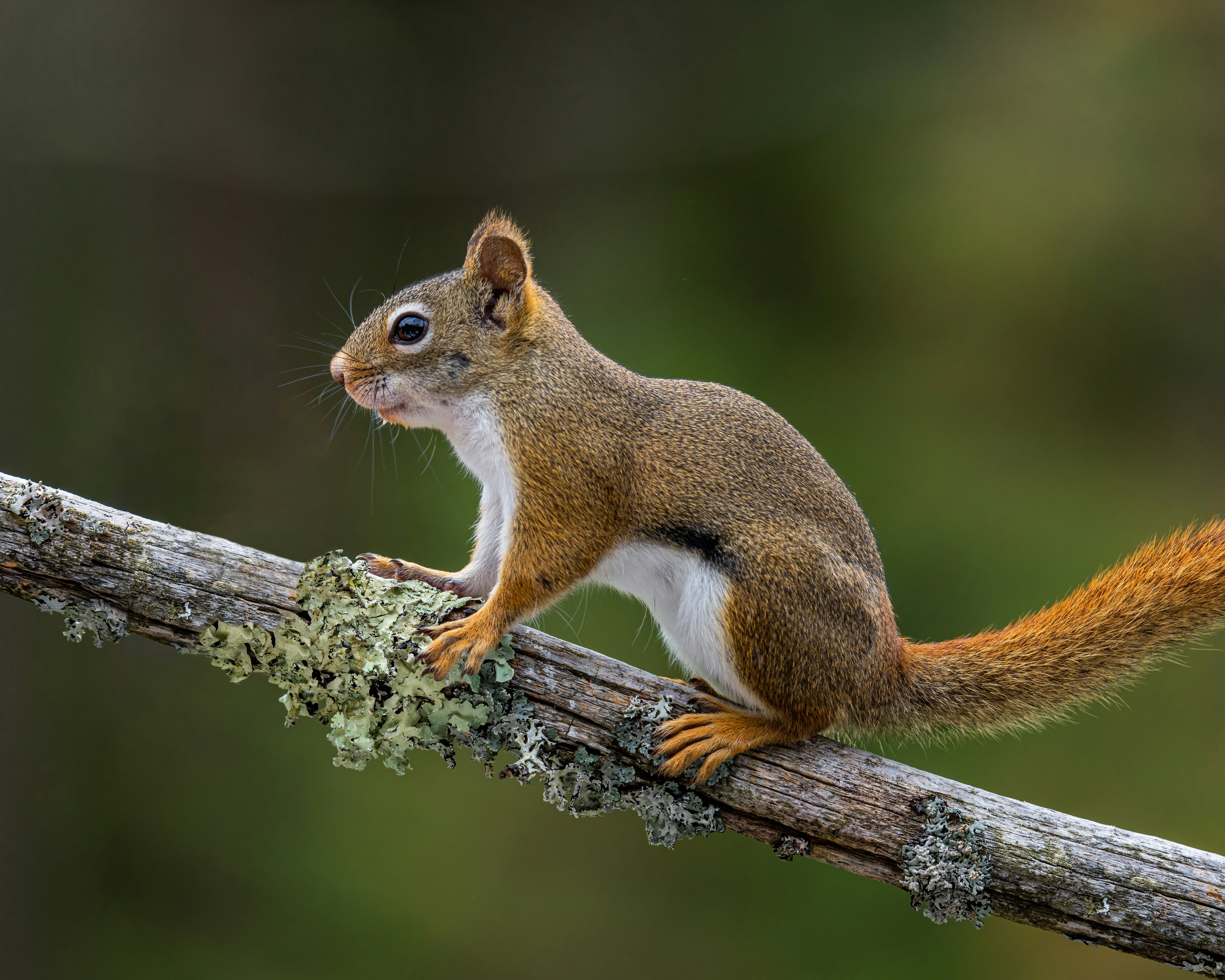 A squirrel on a branch photo – Free Animal Image on Unsplash