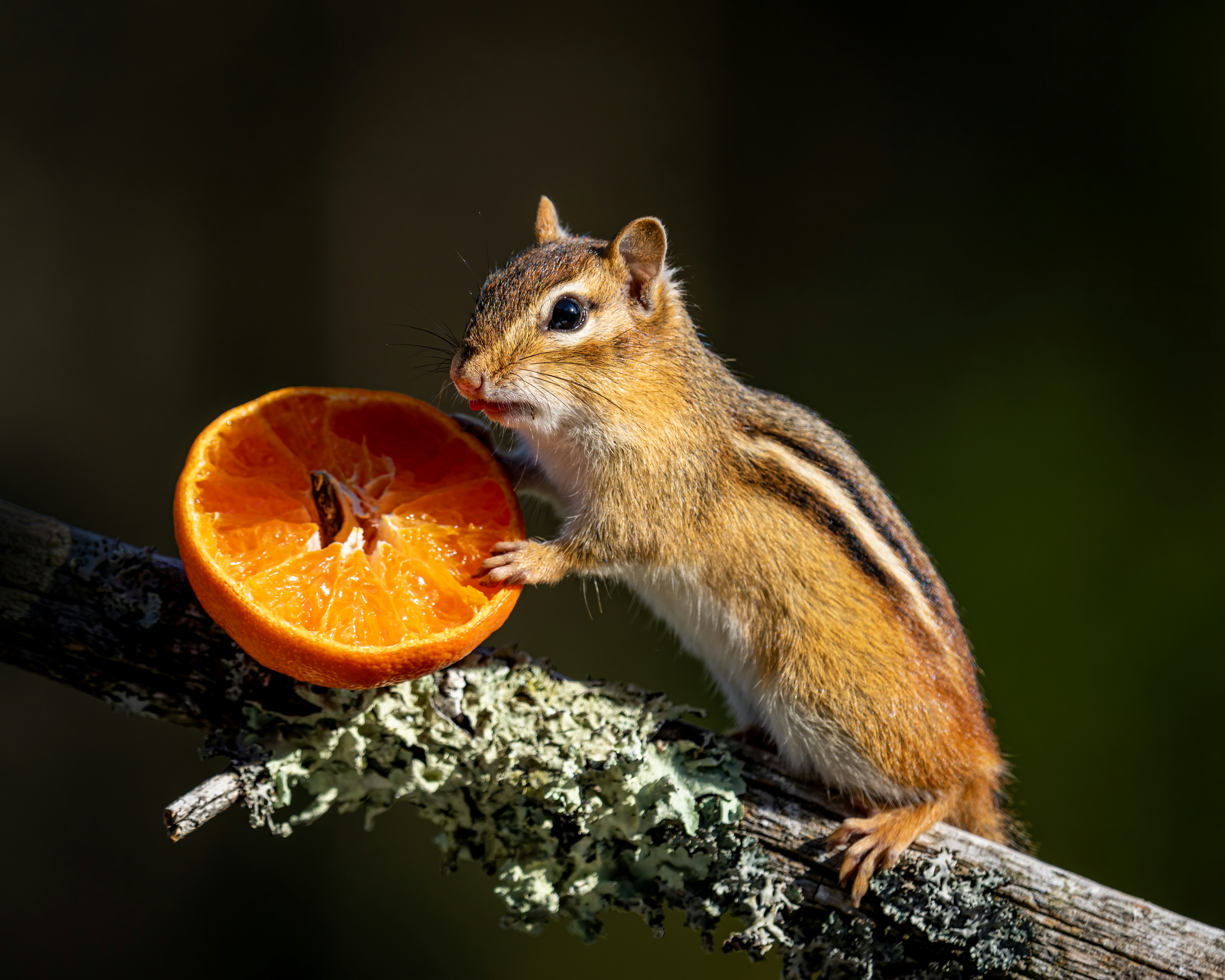 Squirrel Contemplating Citrus on a Lichen‑streaked Branch