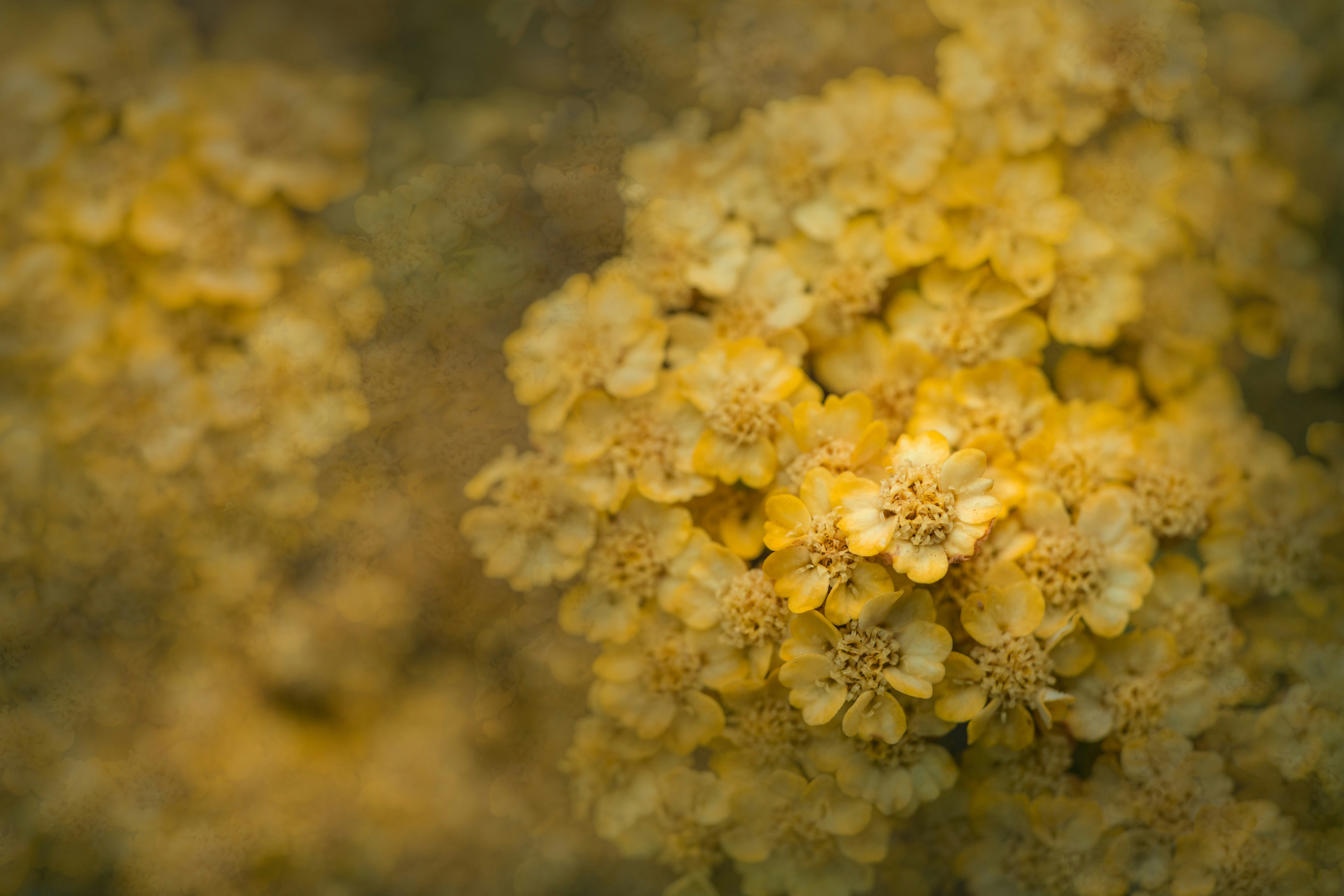 Amber Bloom: Close-up of sun-warmed yellow florets