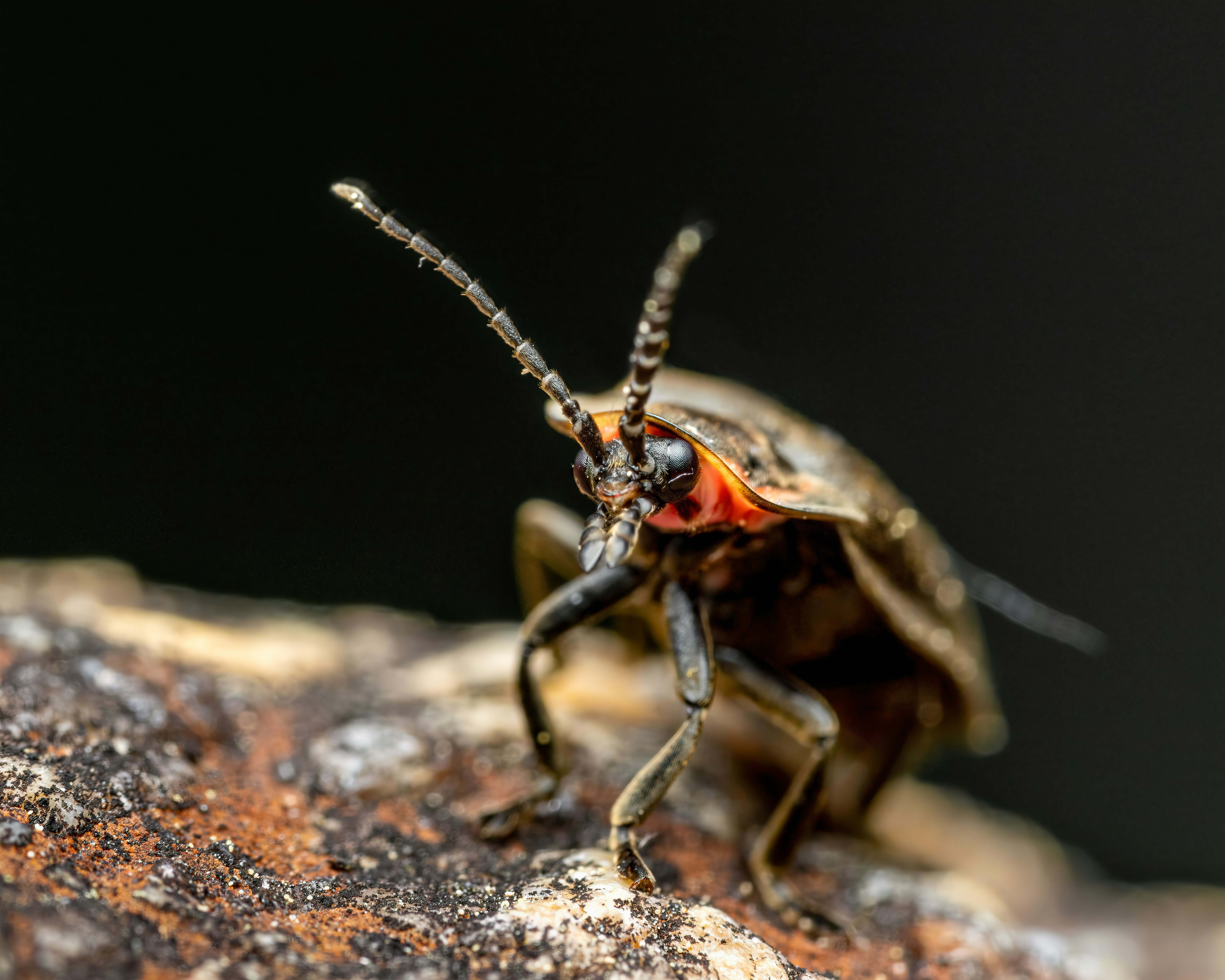 Close-up of a beetle perched on a textured surface, showcasing its intricate features and vibrant colors.