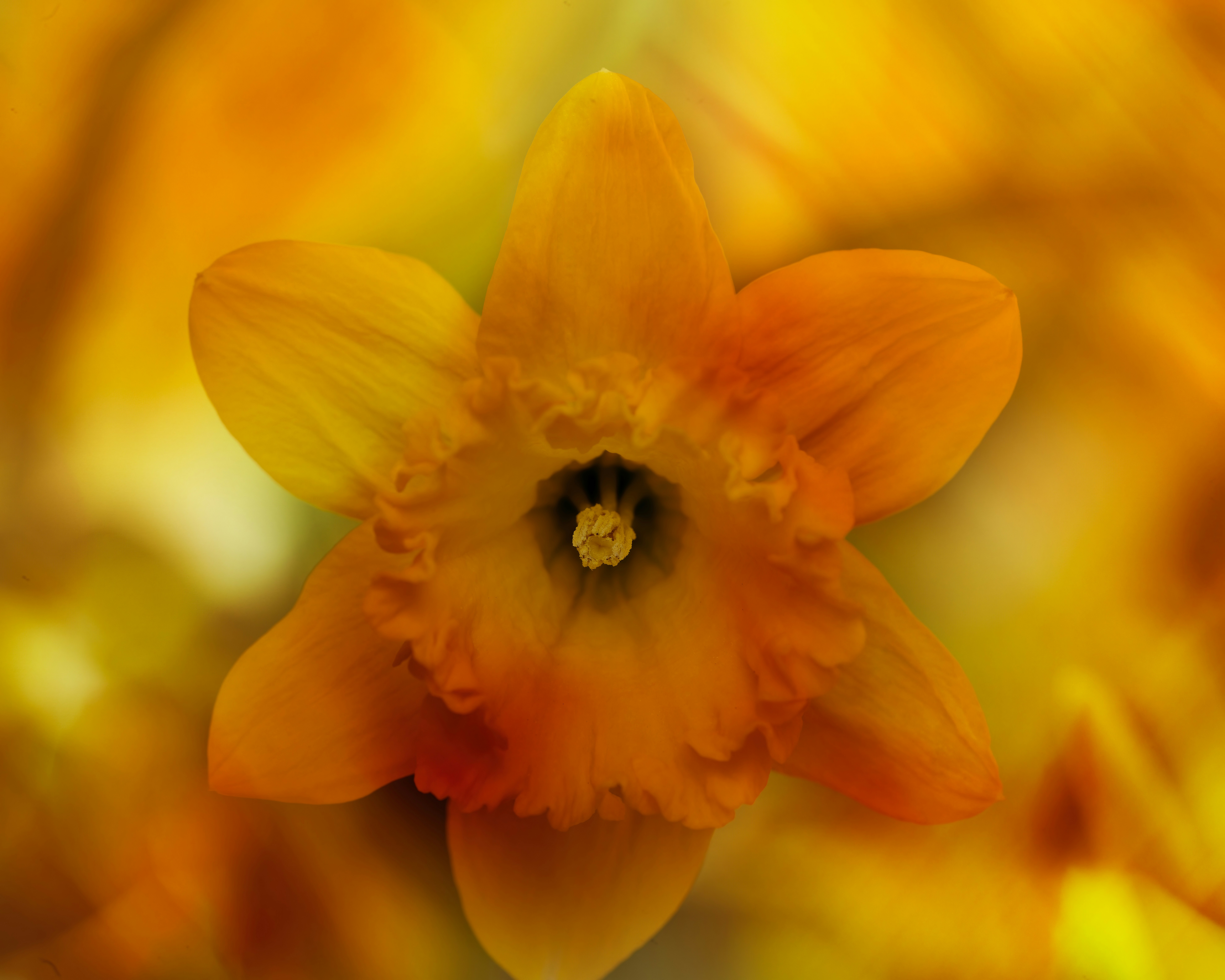 Macro Portrait: Orange Trumpet Narcissus in Soft Golden Blur