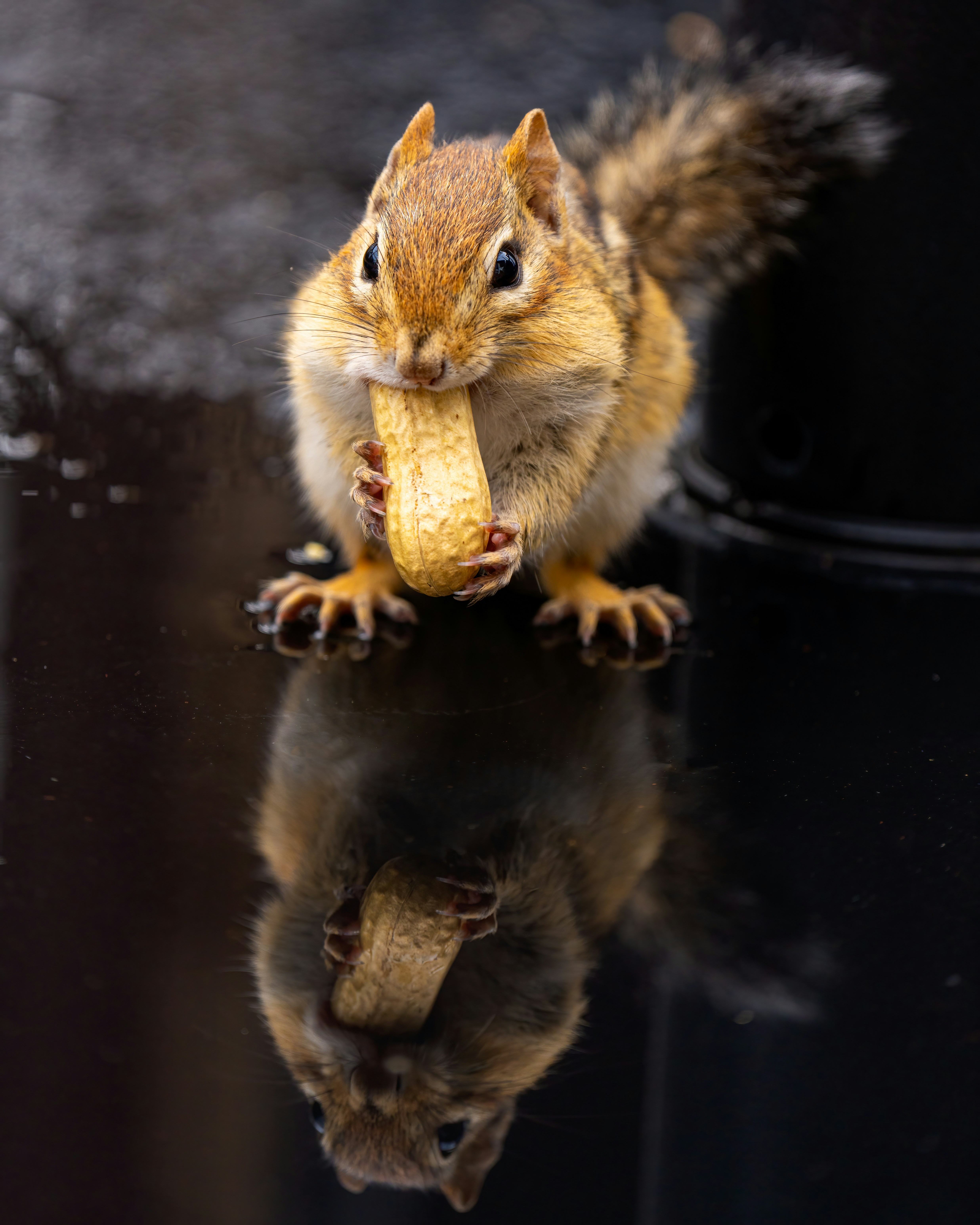 A chipmunk holding a peanut, reflected on a glossy surface, showcasing its curious nature and vibrant fur patterns.