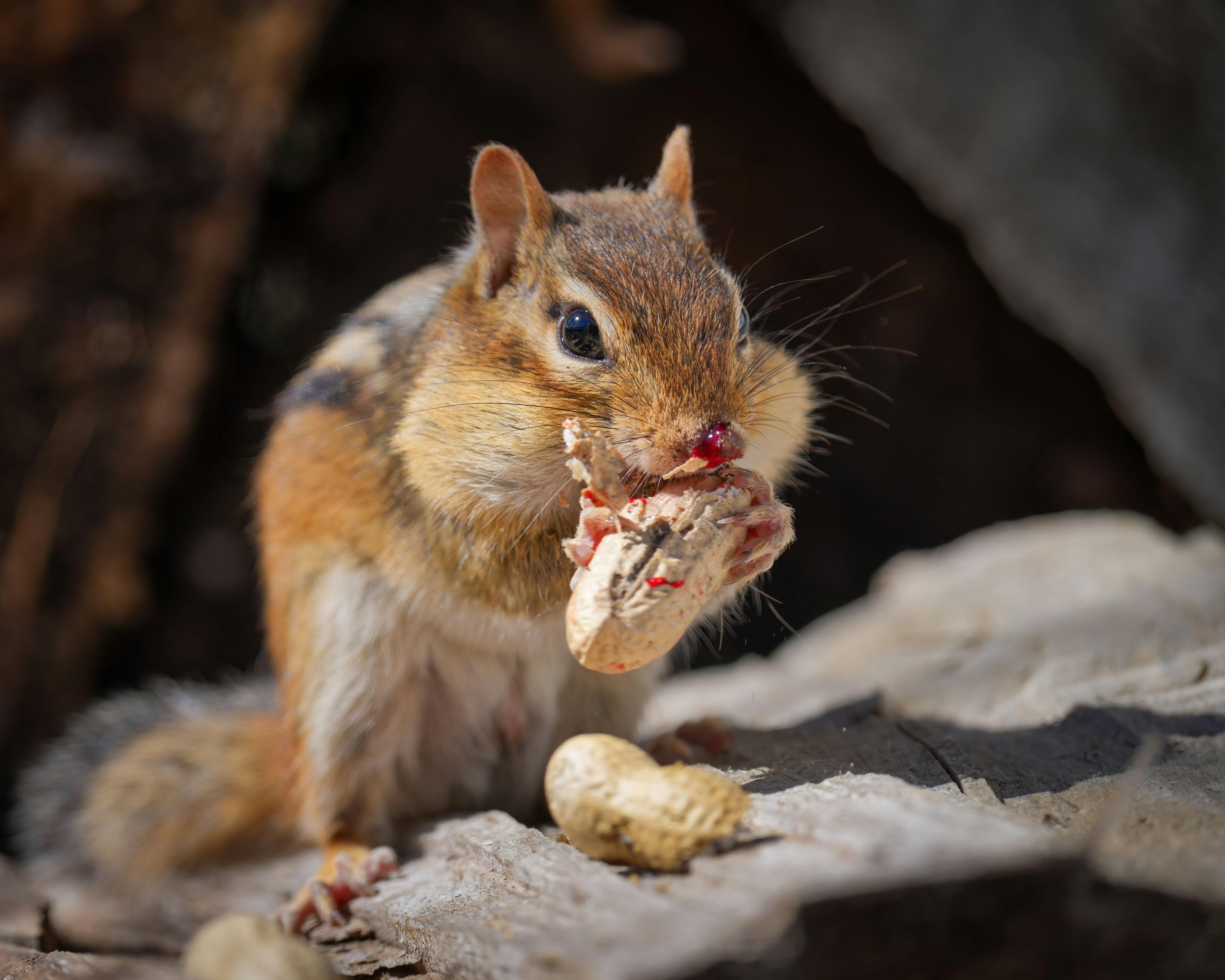 Granite Glow: A Squirrel Nibbles a Peanut in Sunlit Detail