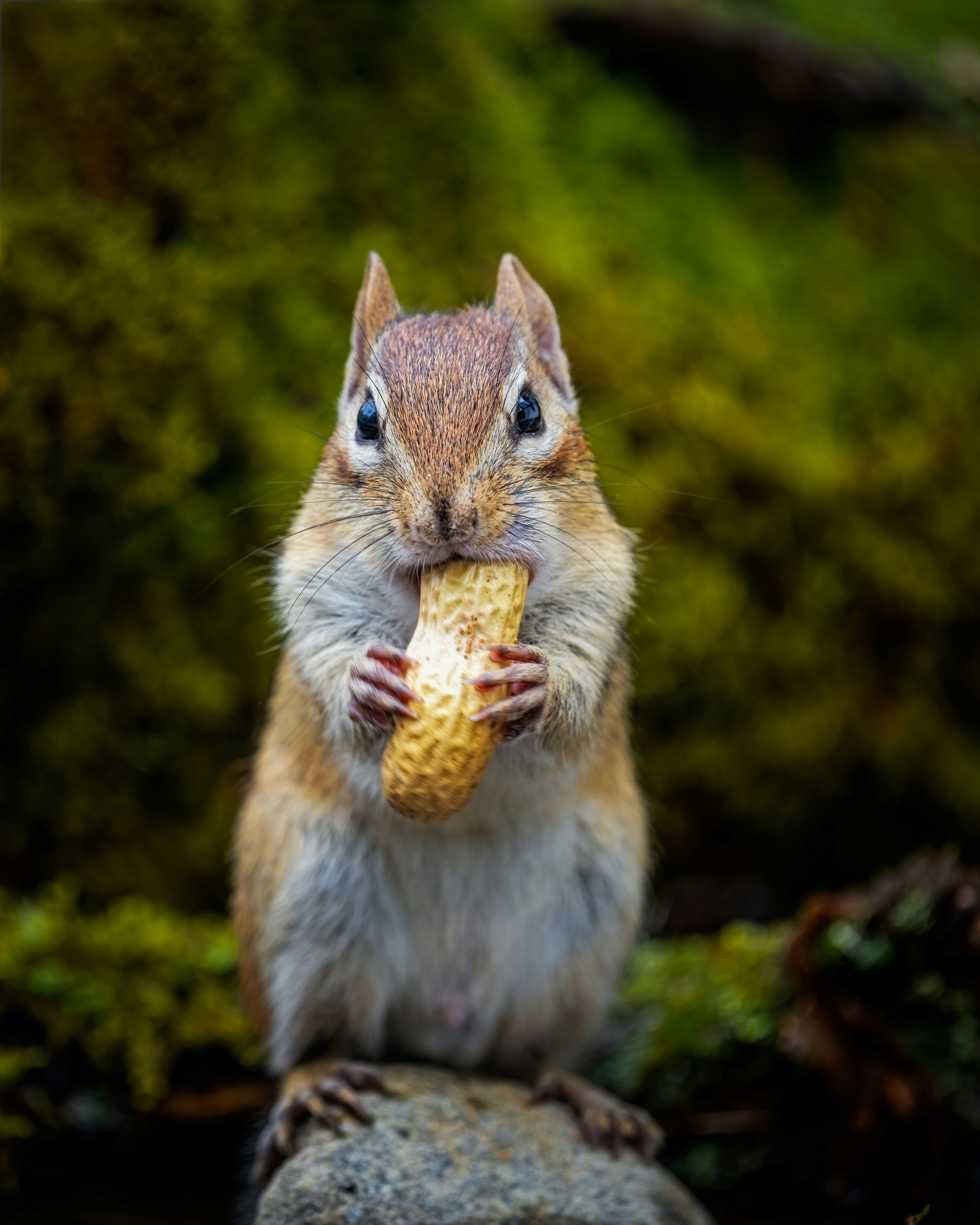 Nutcracker Moment: Squirrel with Peanut in a Mossy Glade