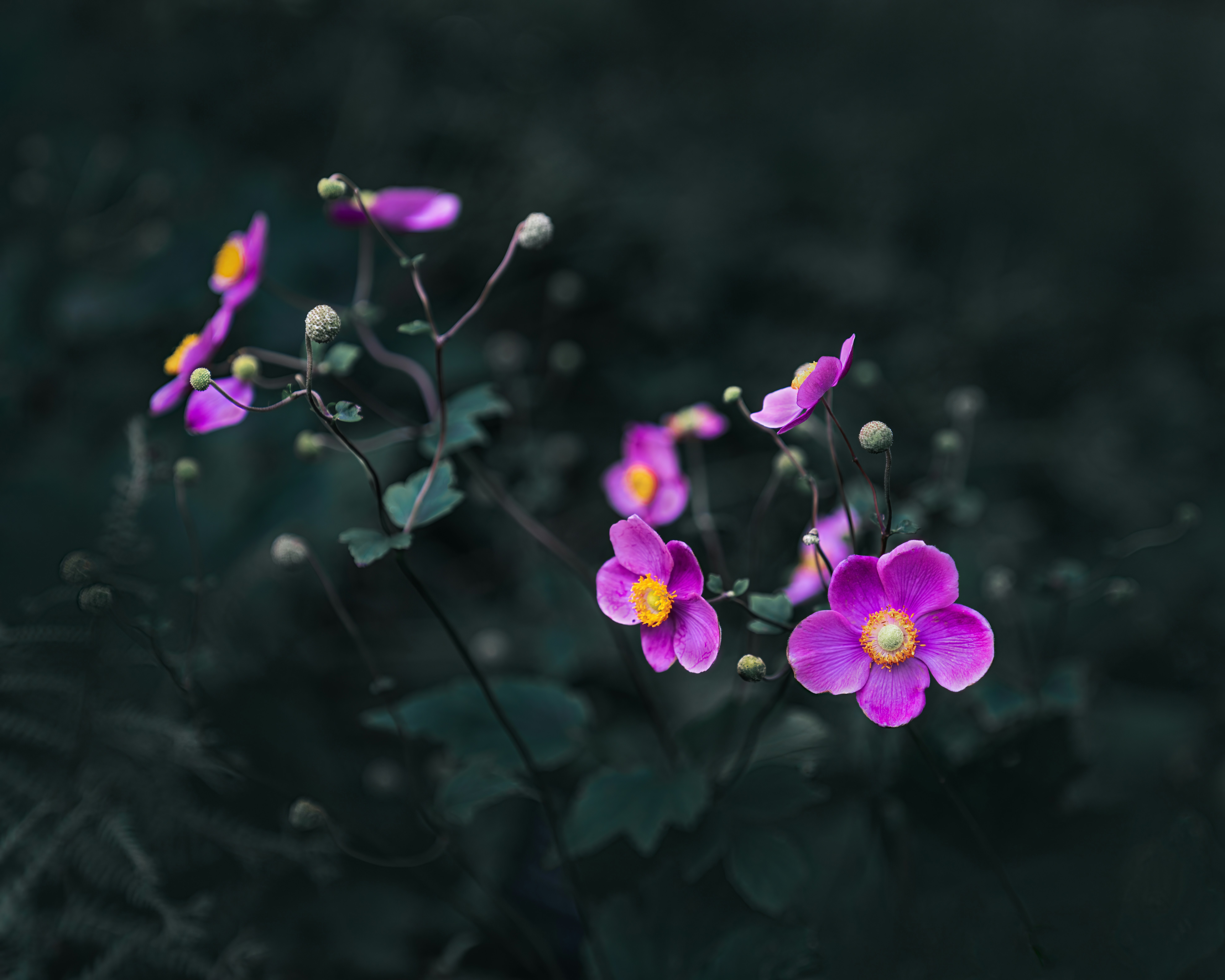a group of flowers
