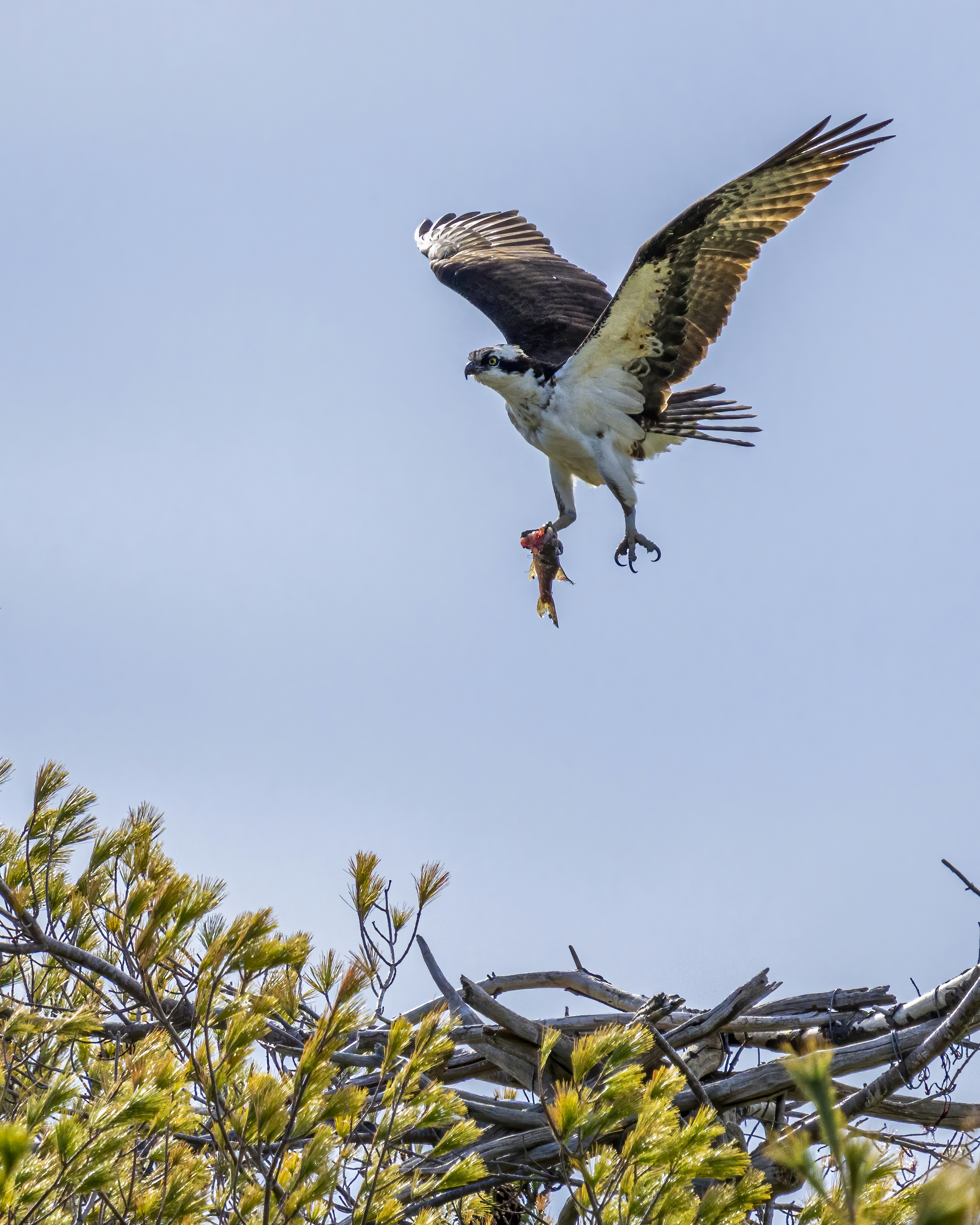 A bird flying over a tree photo – Free Blue Image on Unsplash