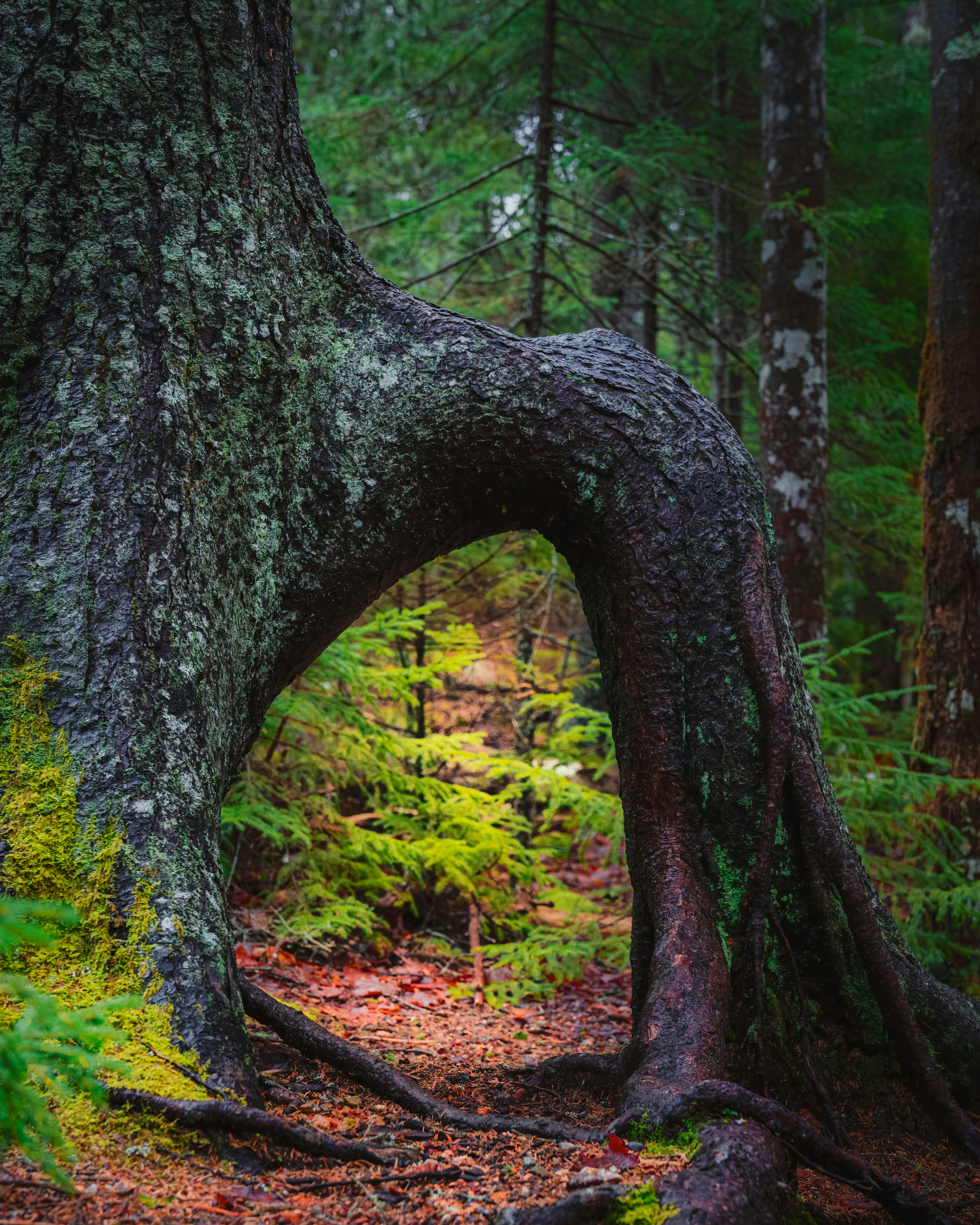 Rooted Archway: A Forest Portal Framed in Moss