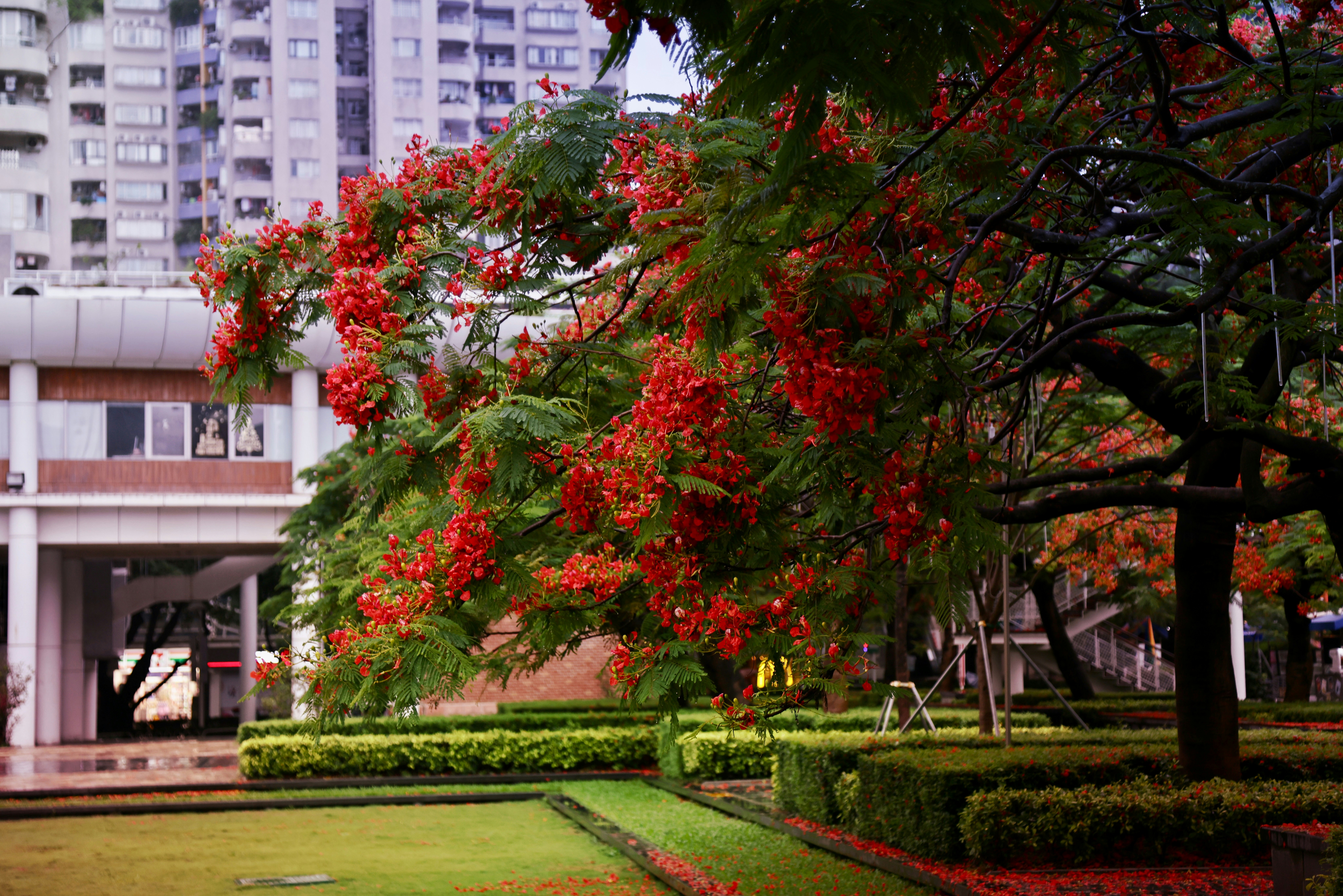 Crimson Canopy Framing a Quiet City Garden