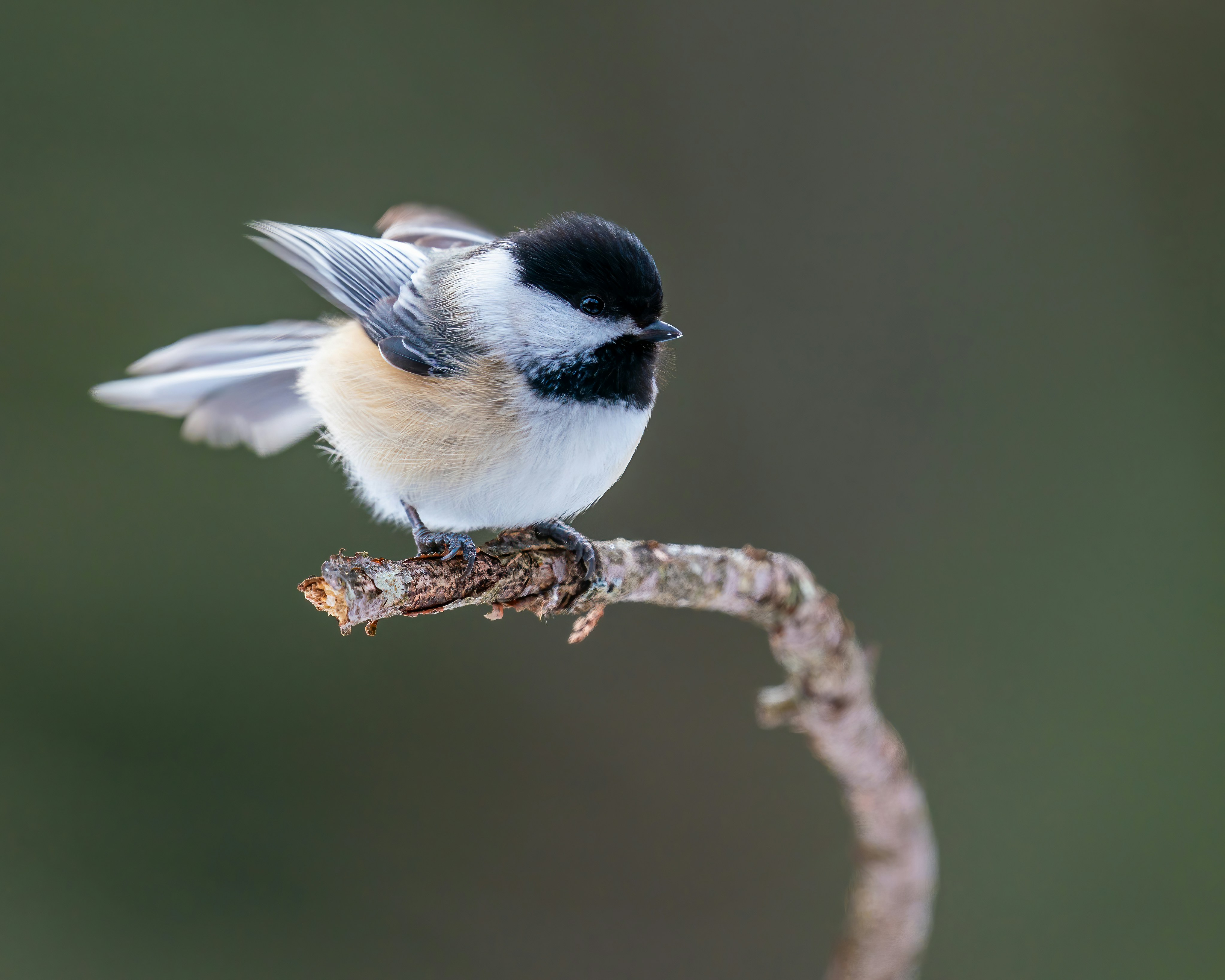 A tiny black-capped songbird perches on a curved twig against a soft green background.