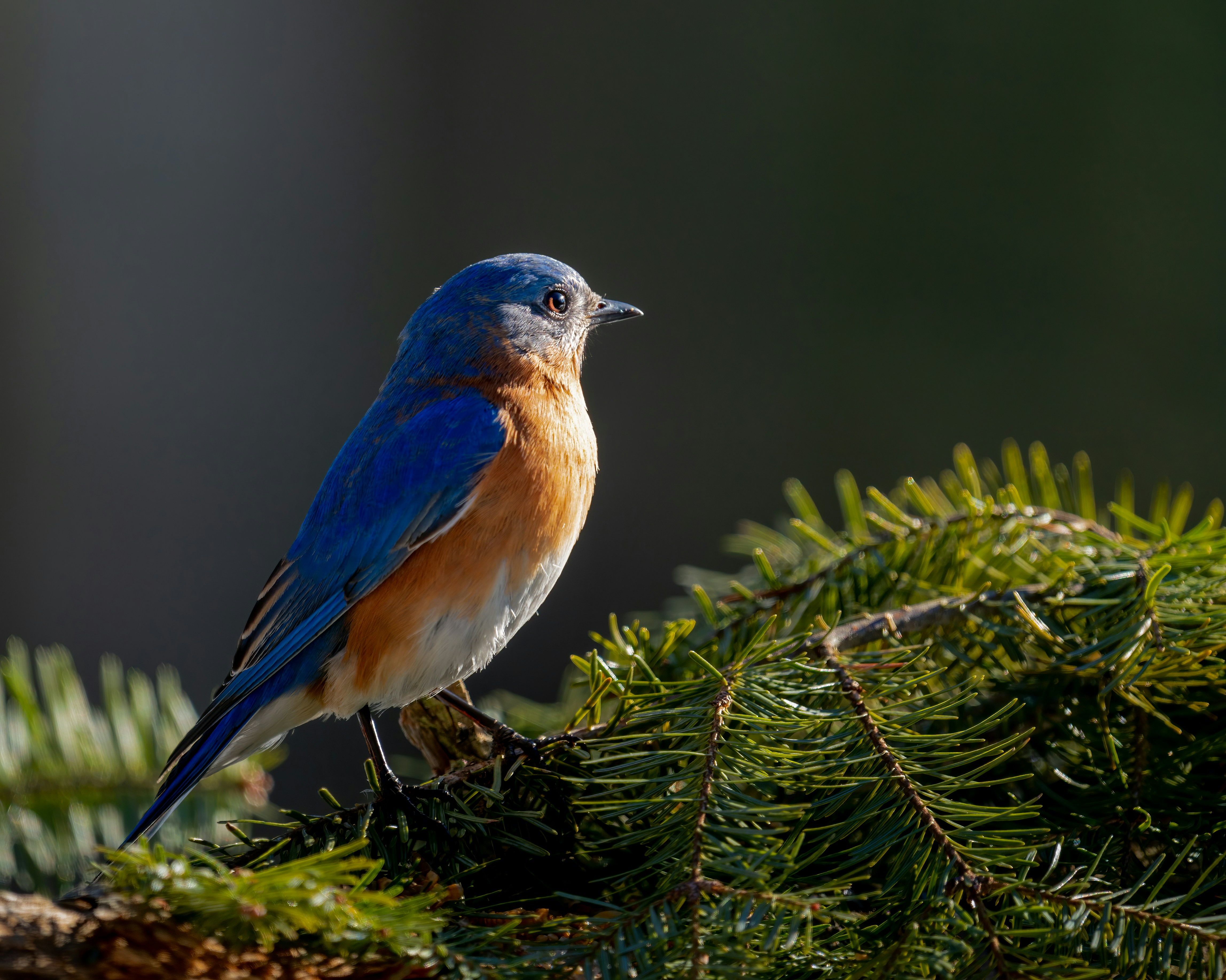 Eastern Bluebird perched gracefully on a branch surrounded by lush greenery. The vibrant colors of its plumage contrast beautifully with the natural backdrop.