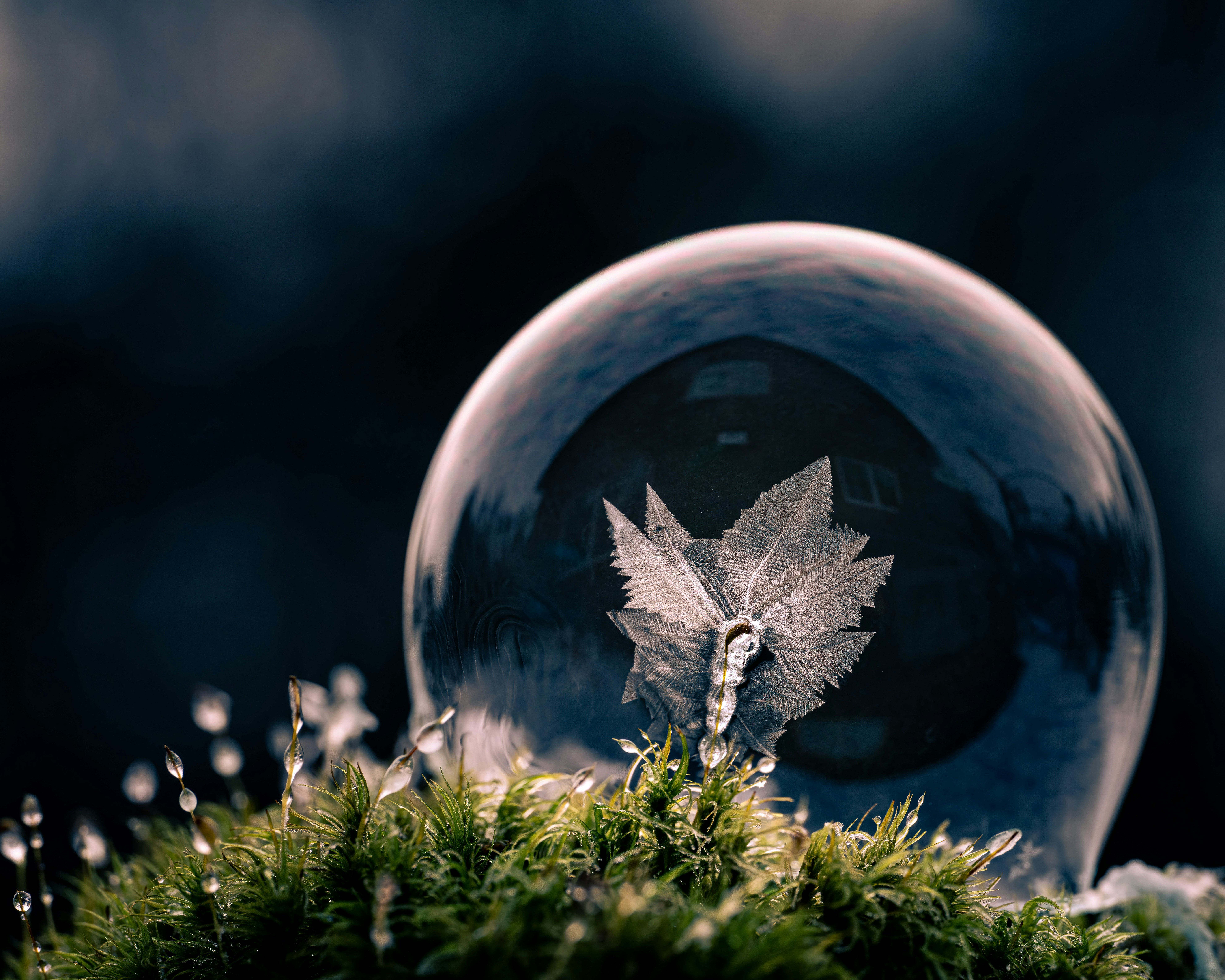 Leaf in Glass: A Crystal Moment on Moss
