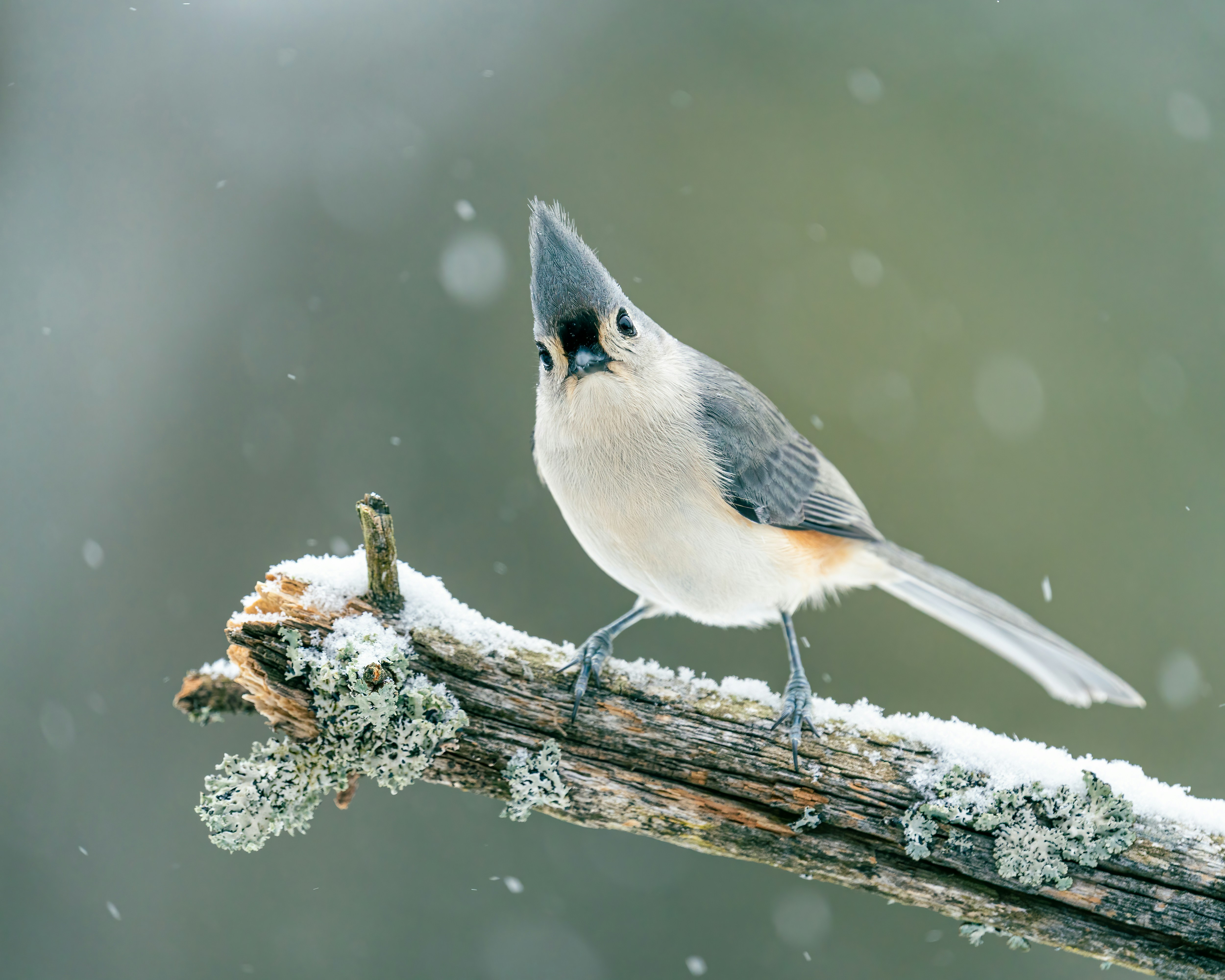 A photograph of a crested winter titmouse perched on a snow-dusted branch with softly falling snow.