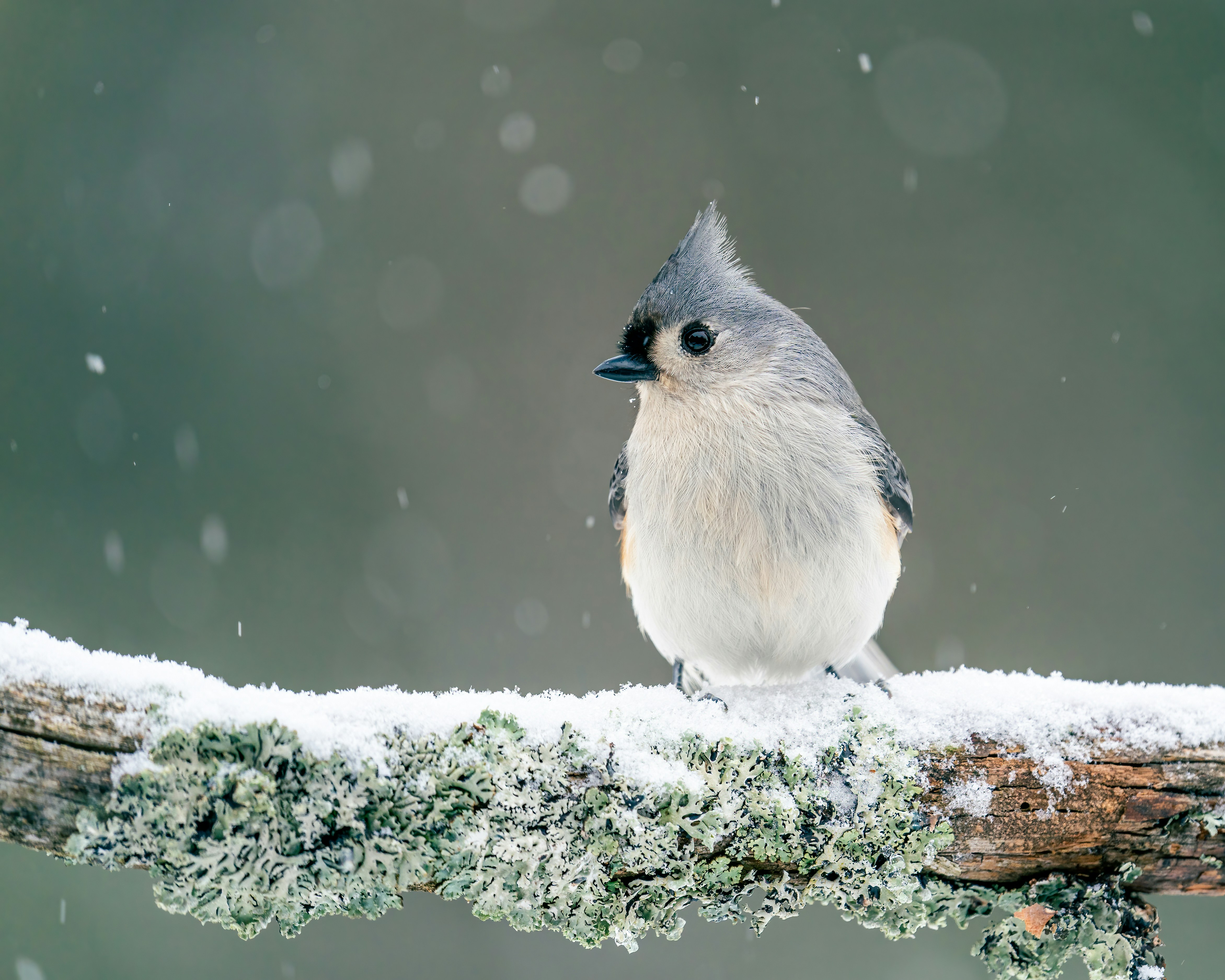 A tufted titmouse perched on a snow-dusted branch as gentle flakes fall, captured in soft winter light.