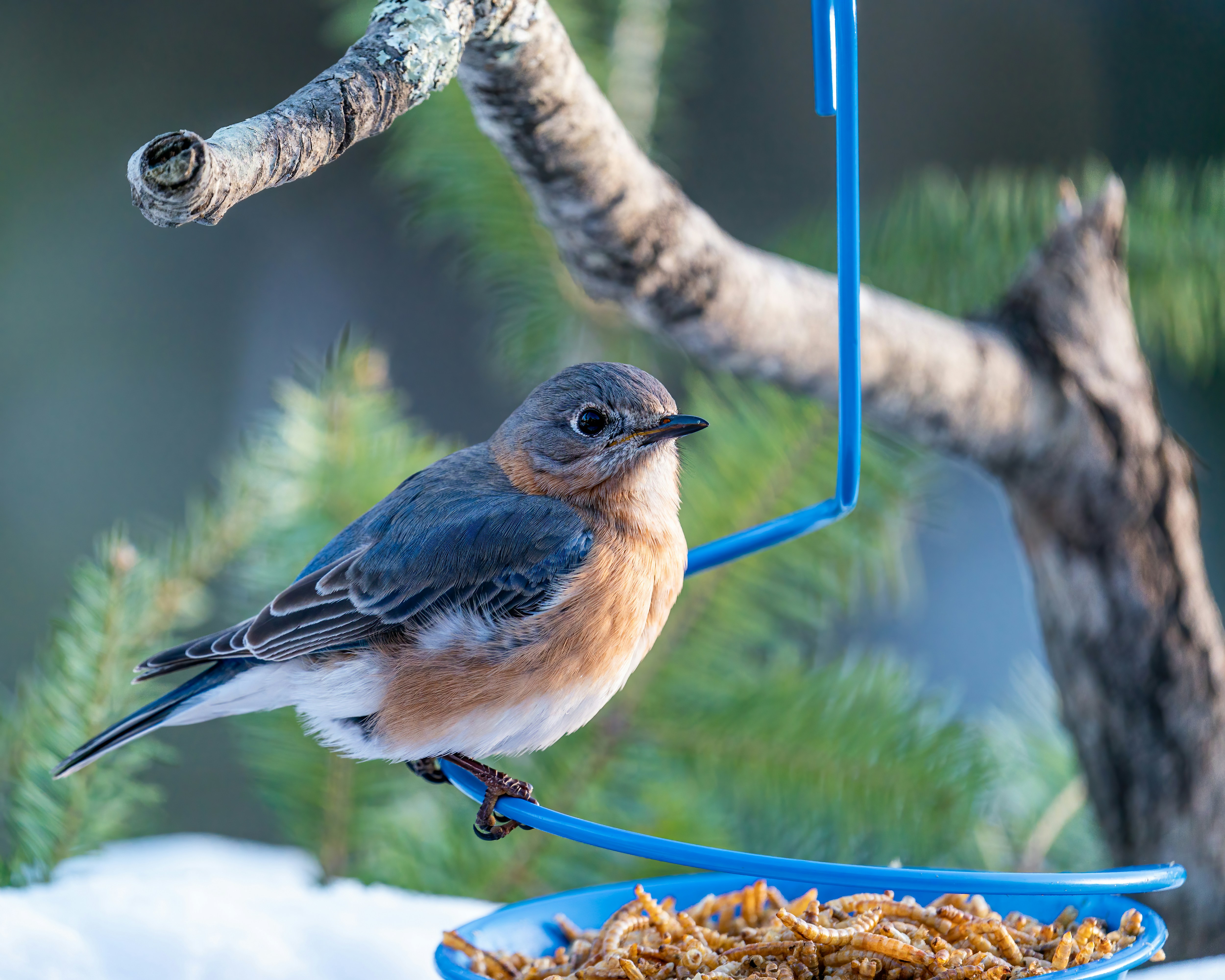 A Bluebird at the Feeder: Quiet Moment on a Snowy Morning