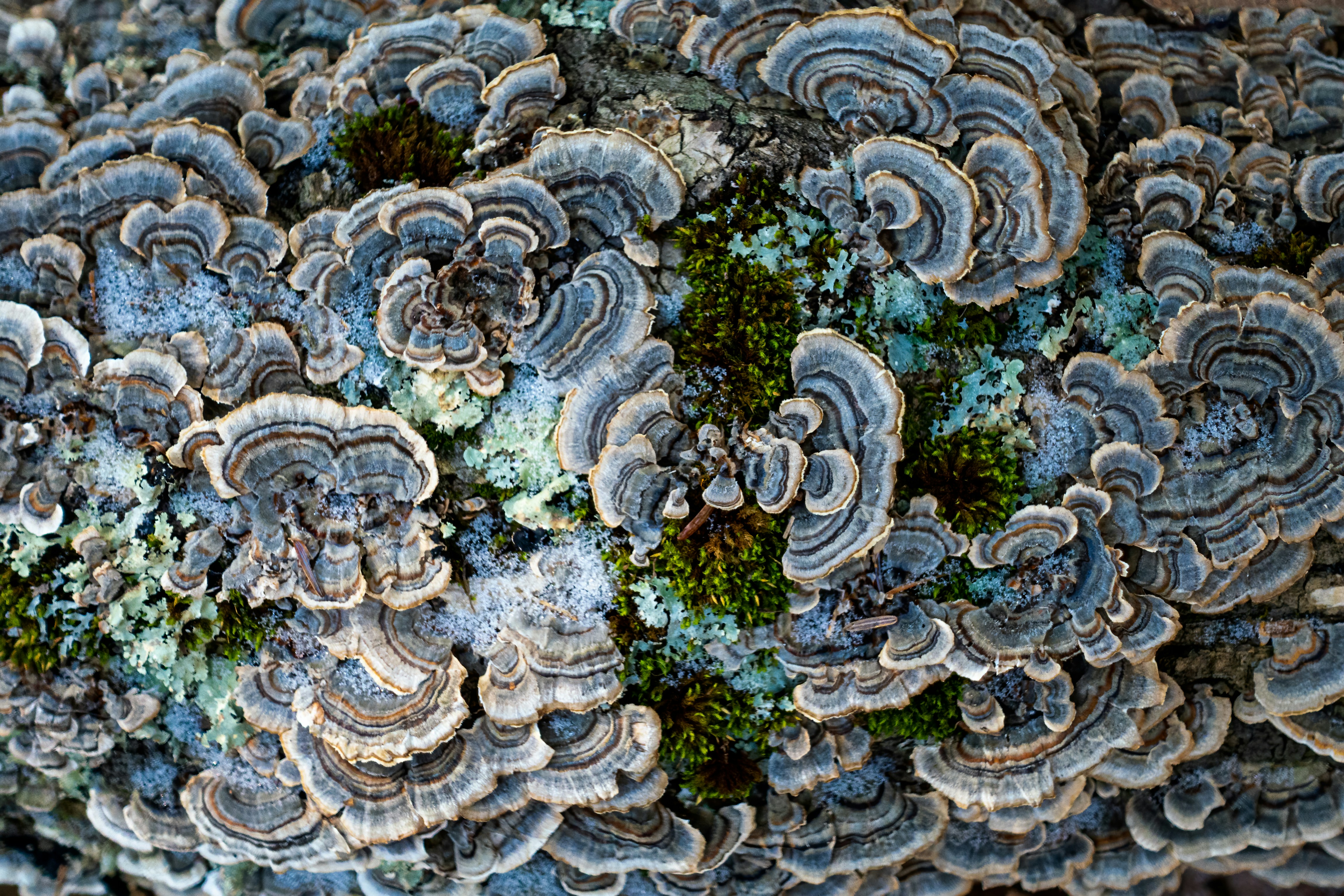 Blue-gray shelf fungi spread in concentric, ruffled layers across a mossy rock surface.