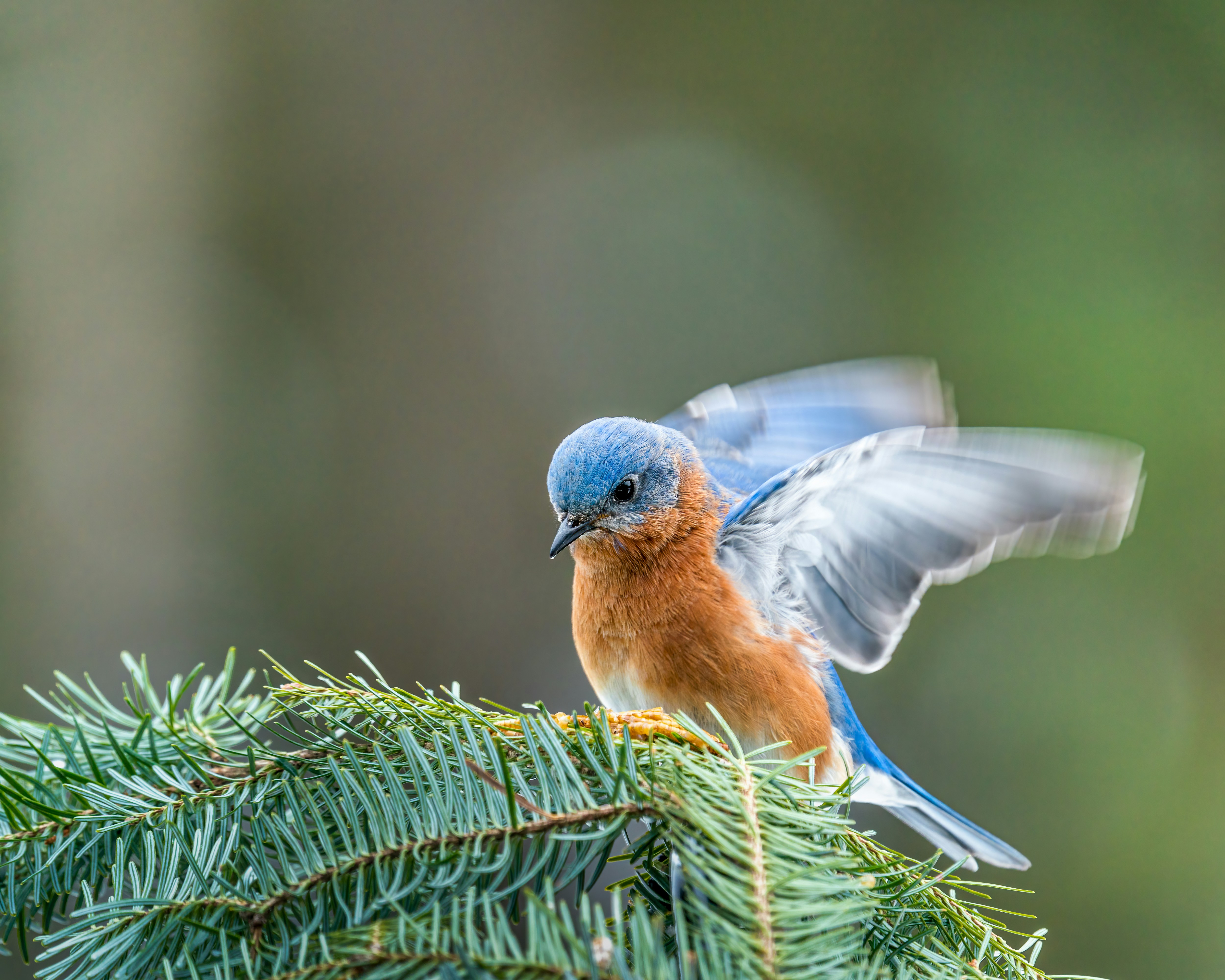 A bird sitting on a pine tree photo – Free Animal Image on Unsplash