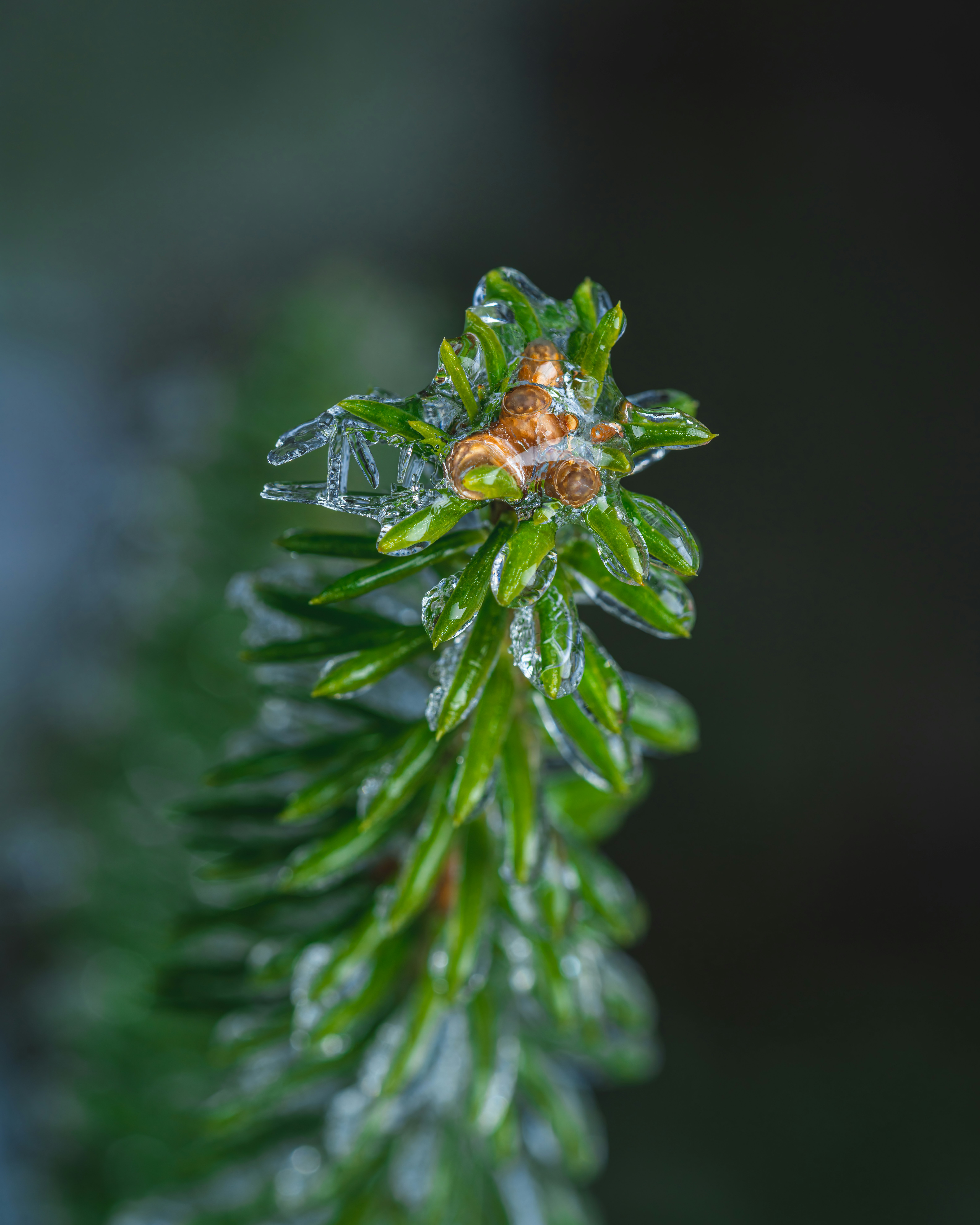 Frosted Pine Tip in Focus: a Close-Up Moment