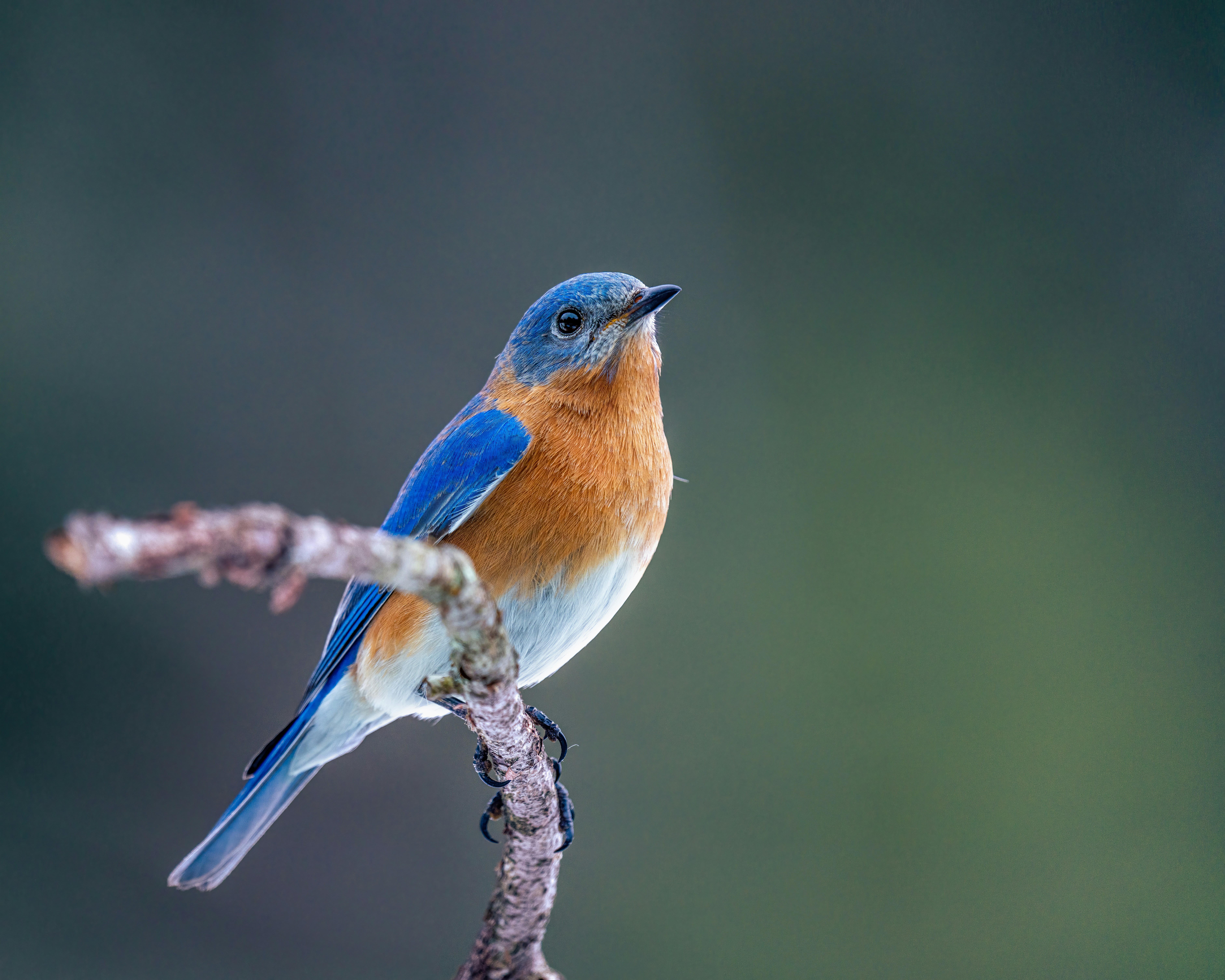 A bird on a branch photo – Free Bluebird Image on Unsplash