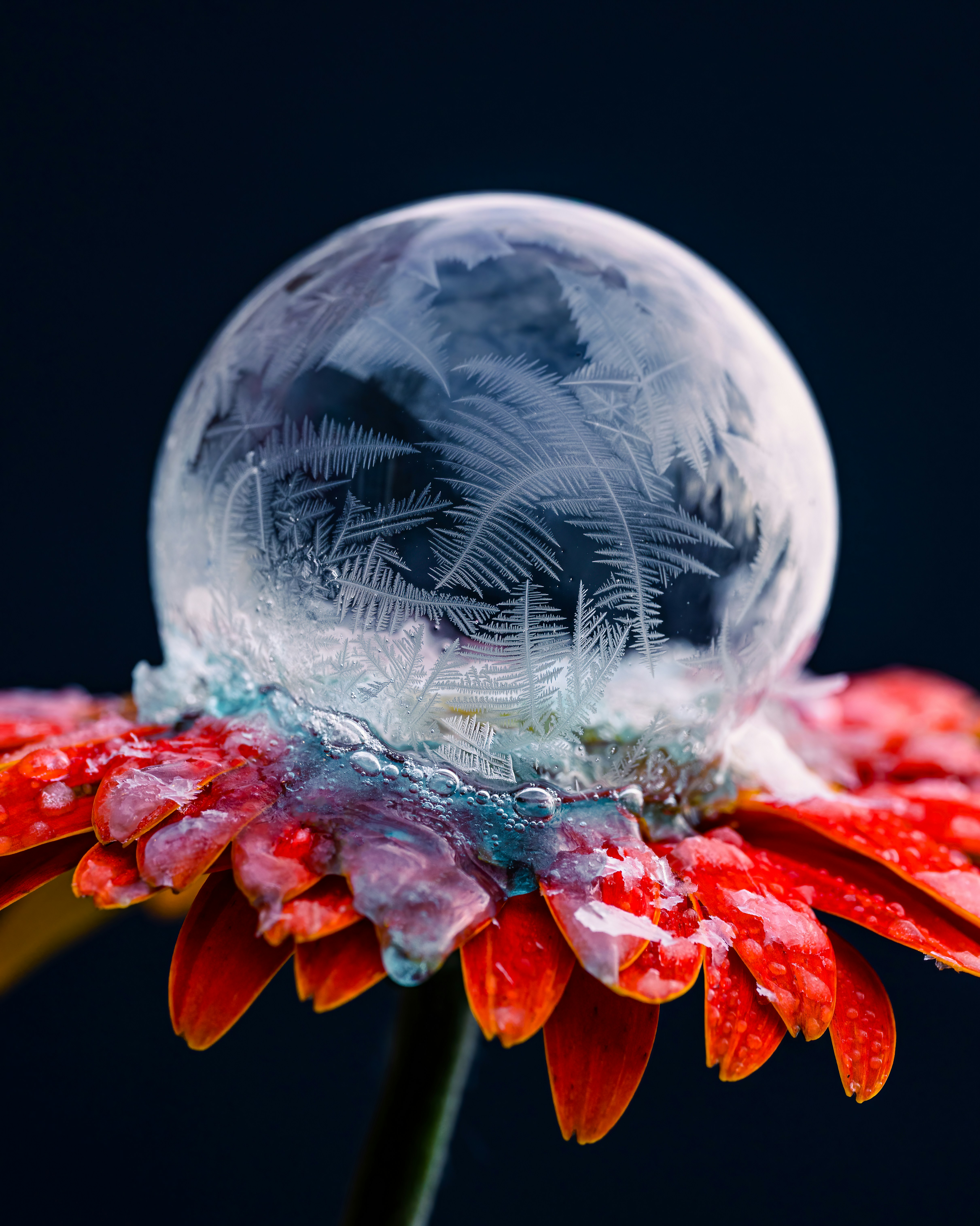 Crystal Globe on a Crimson Bloom: Frost Patterns Over a Dark Backdrop