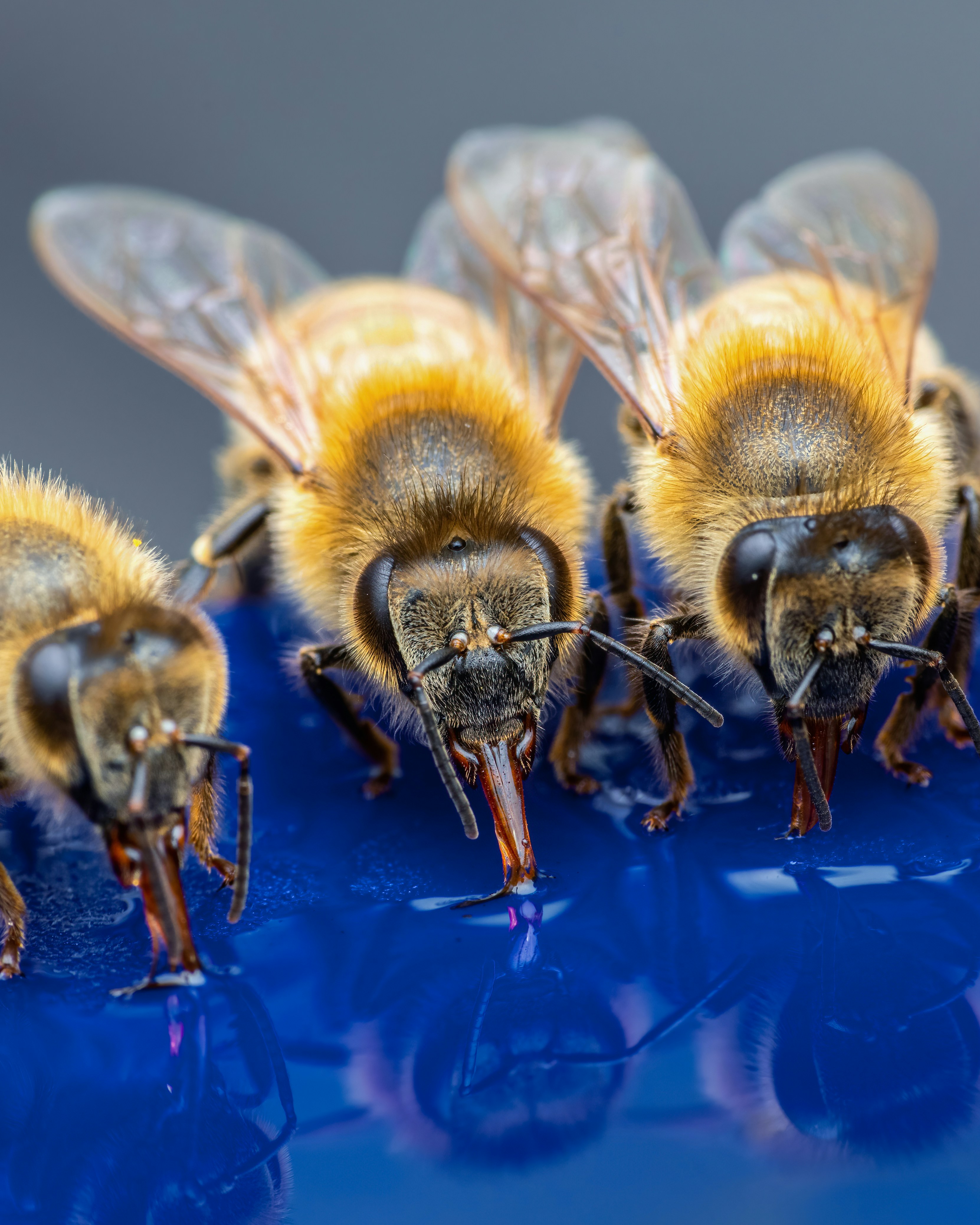 A group of bees on a blue surface photo – Free Animal Image on Unsplash