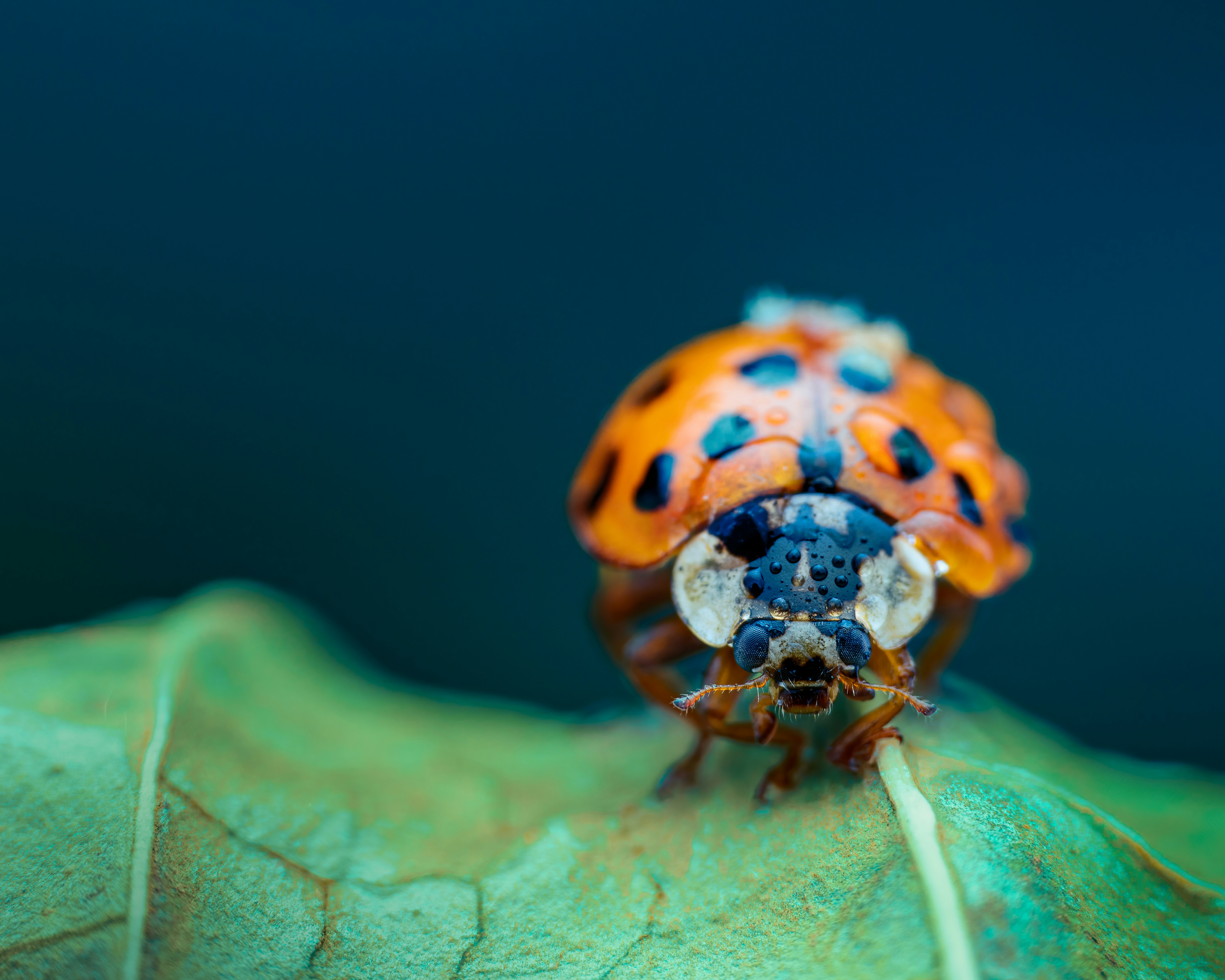 Close-up of a ladybug perched on a leaf, showcasing its vibrant orange shell and distinct black spots. The background features a soft gradient, enhancing the subject's details.