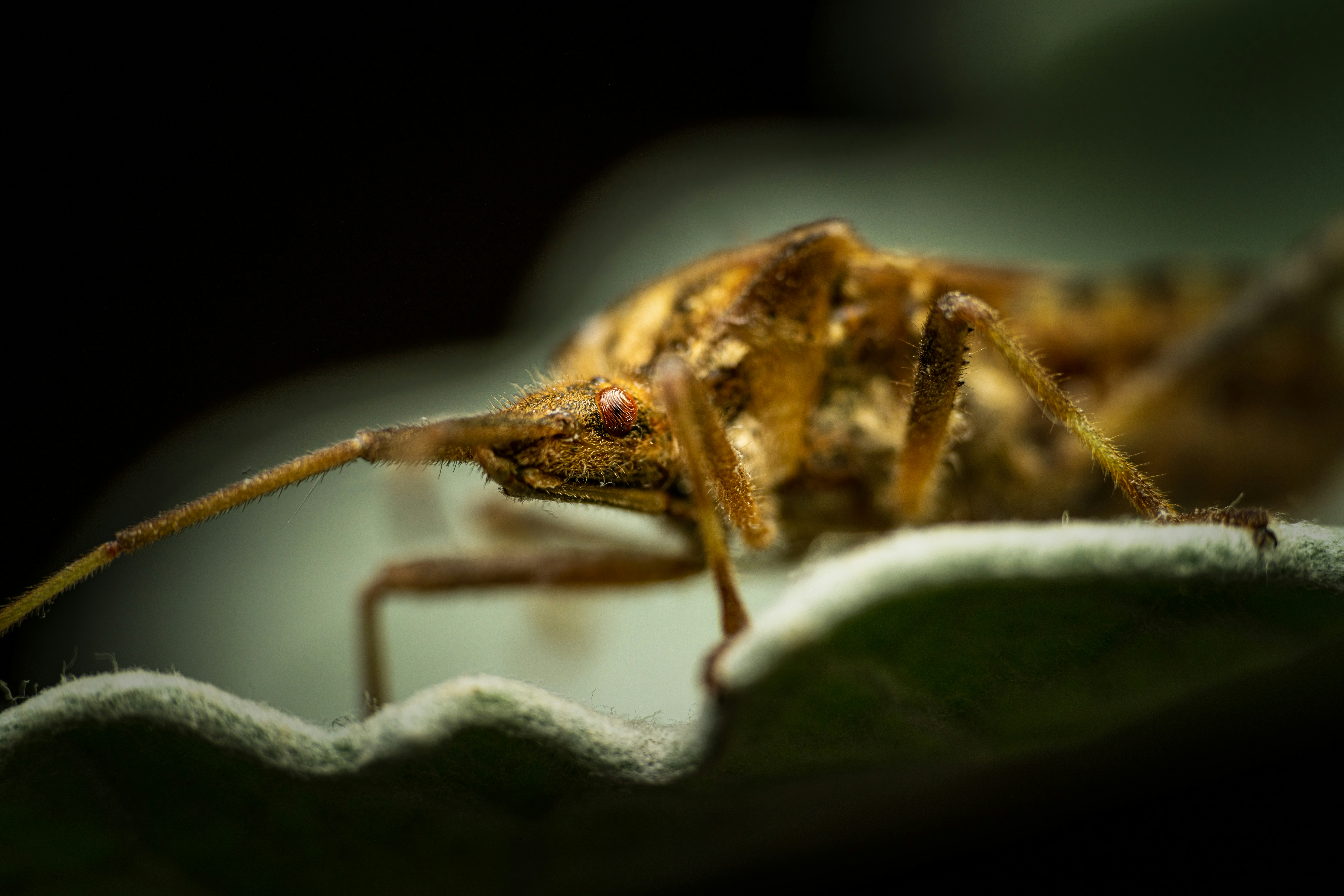 Close-up of a textured insect resting on a leaf, showcasing its intricate features and natural camouflage.