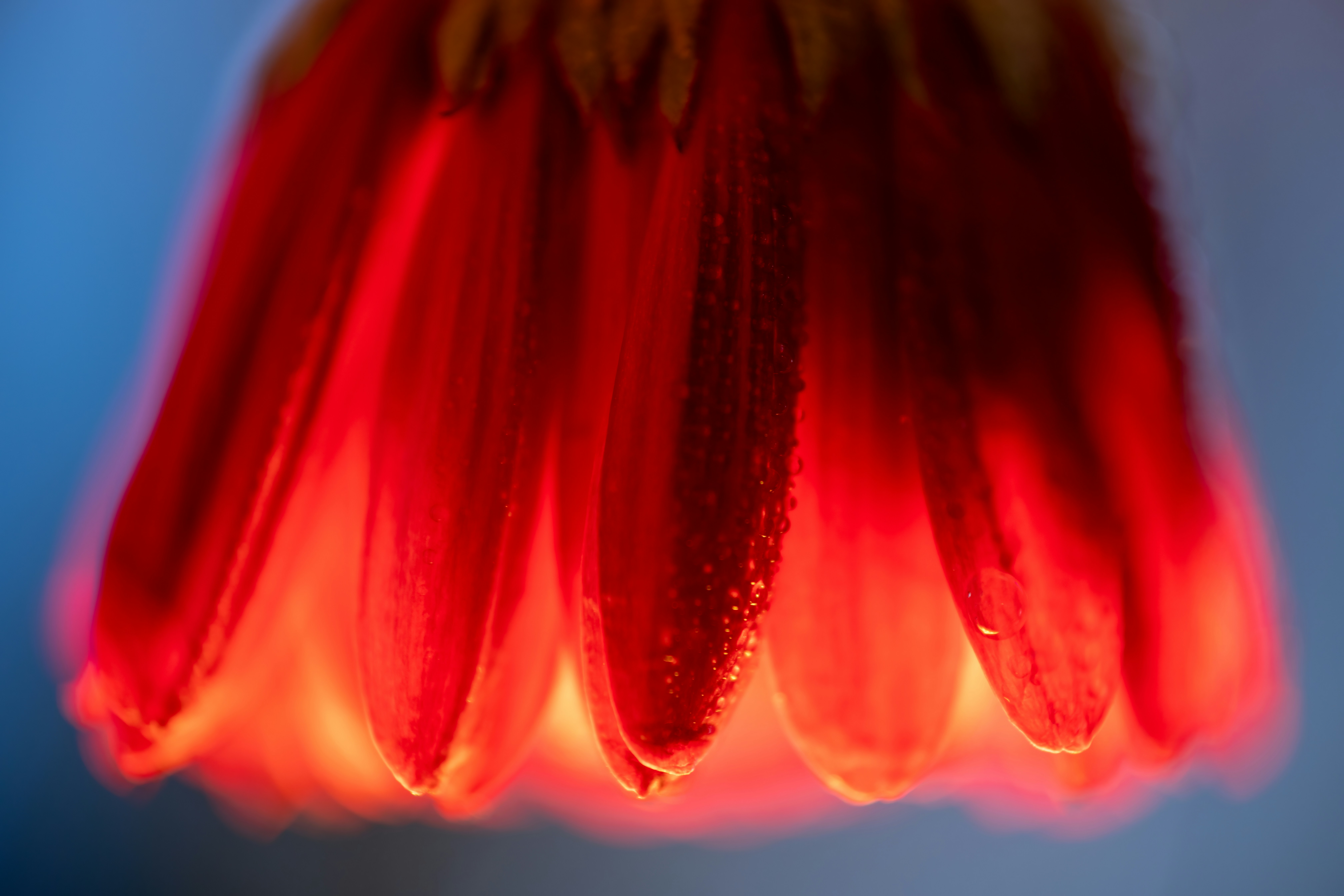a red flower with a blue background